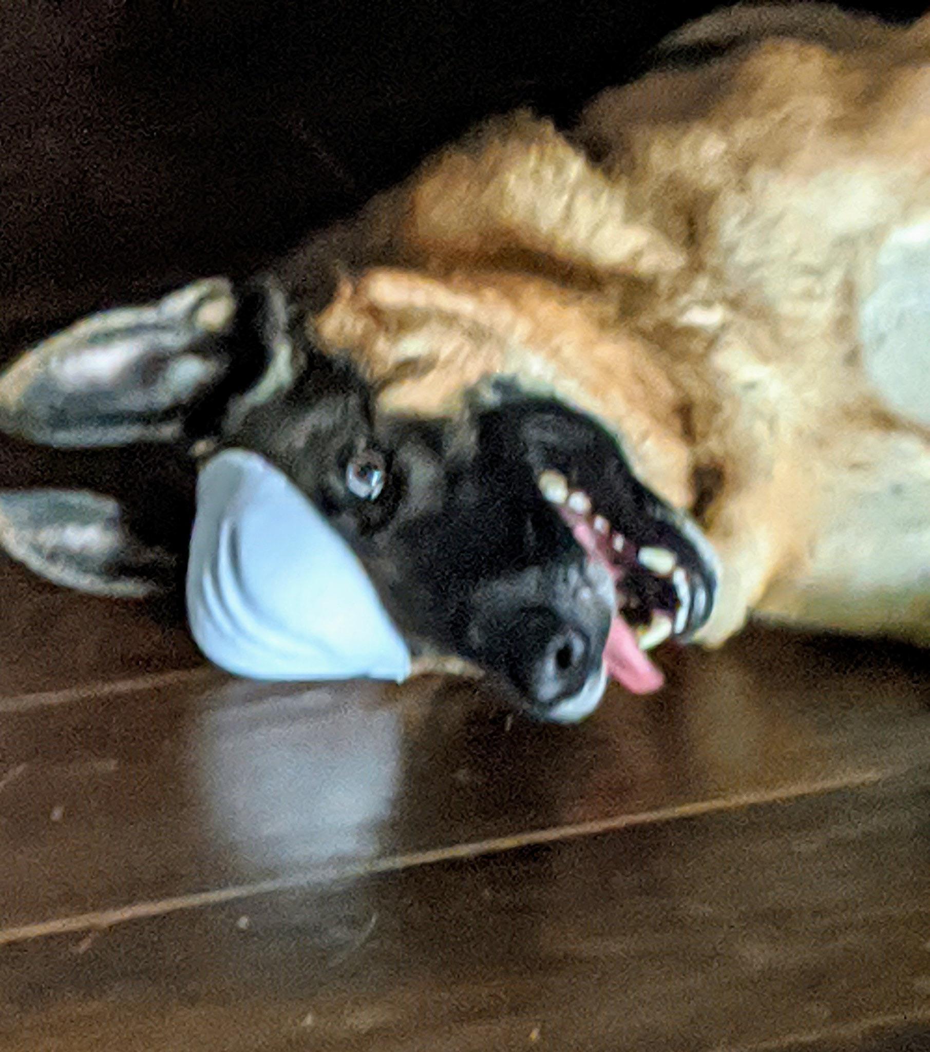 My derpy Bexar | Scrolller