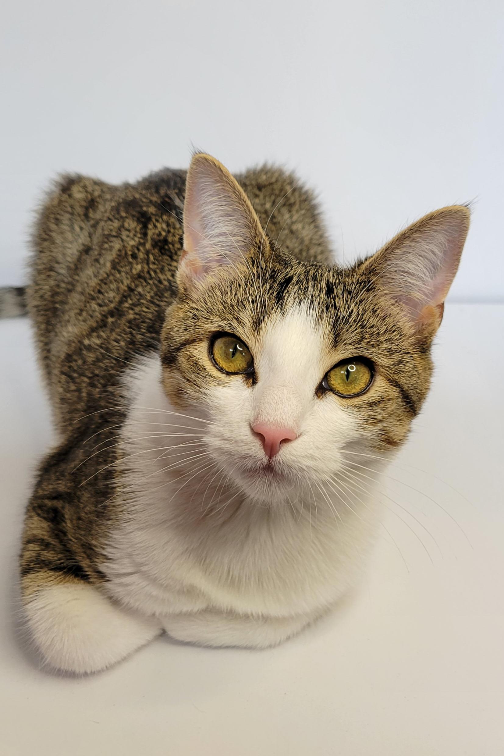 (OC)She decided my photoset was the best place to lay | Scrolller