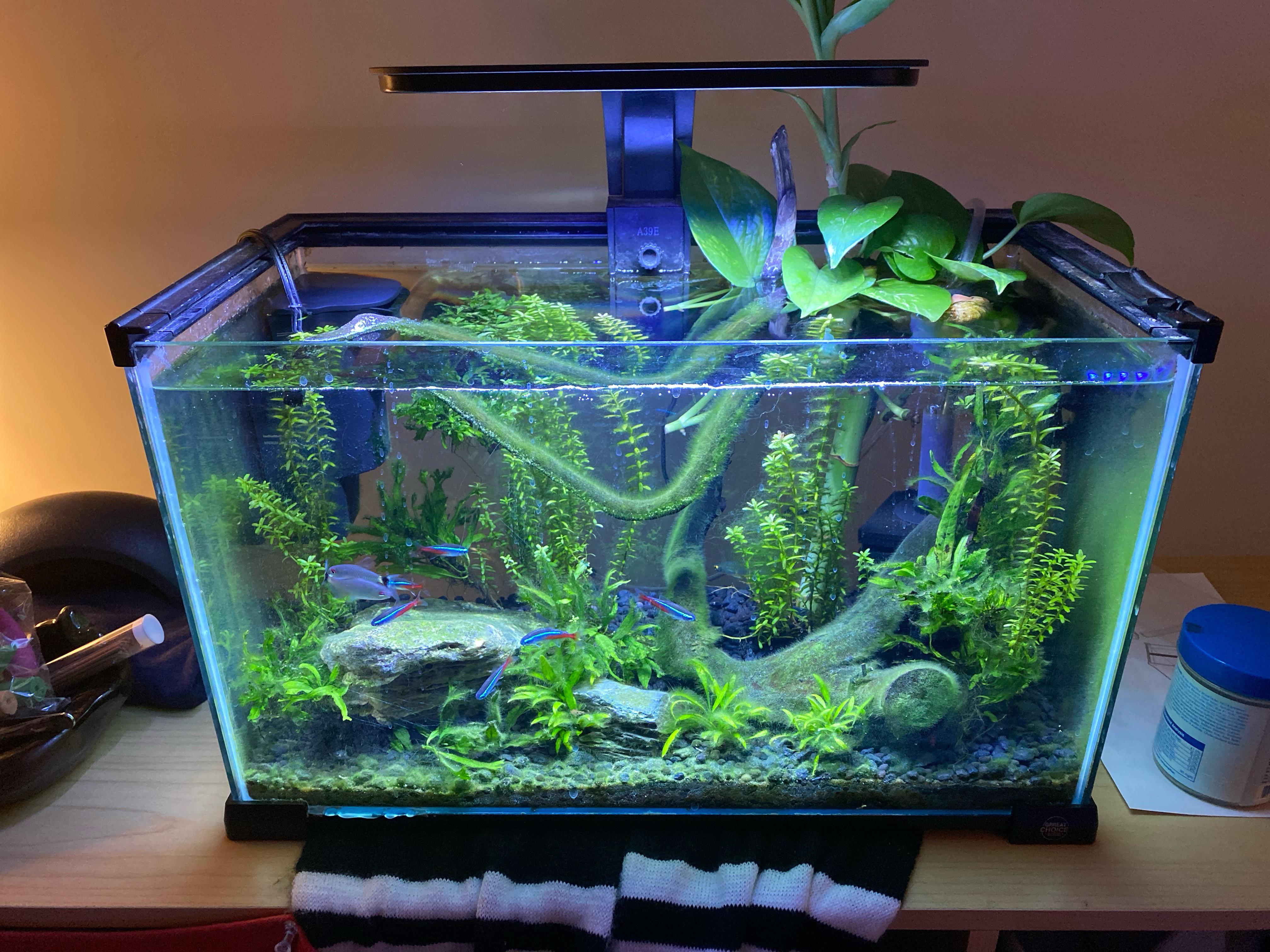 Advice for hair algae removal? | Scrolller