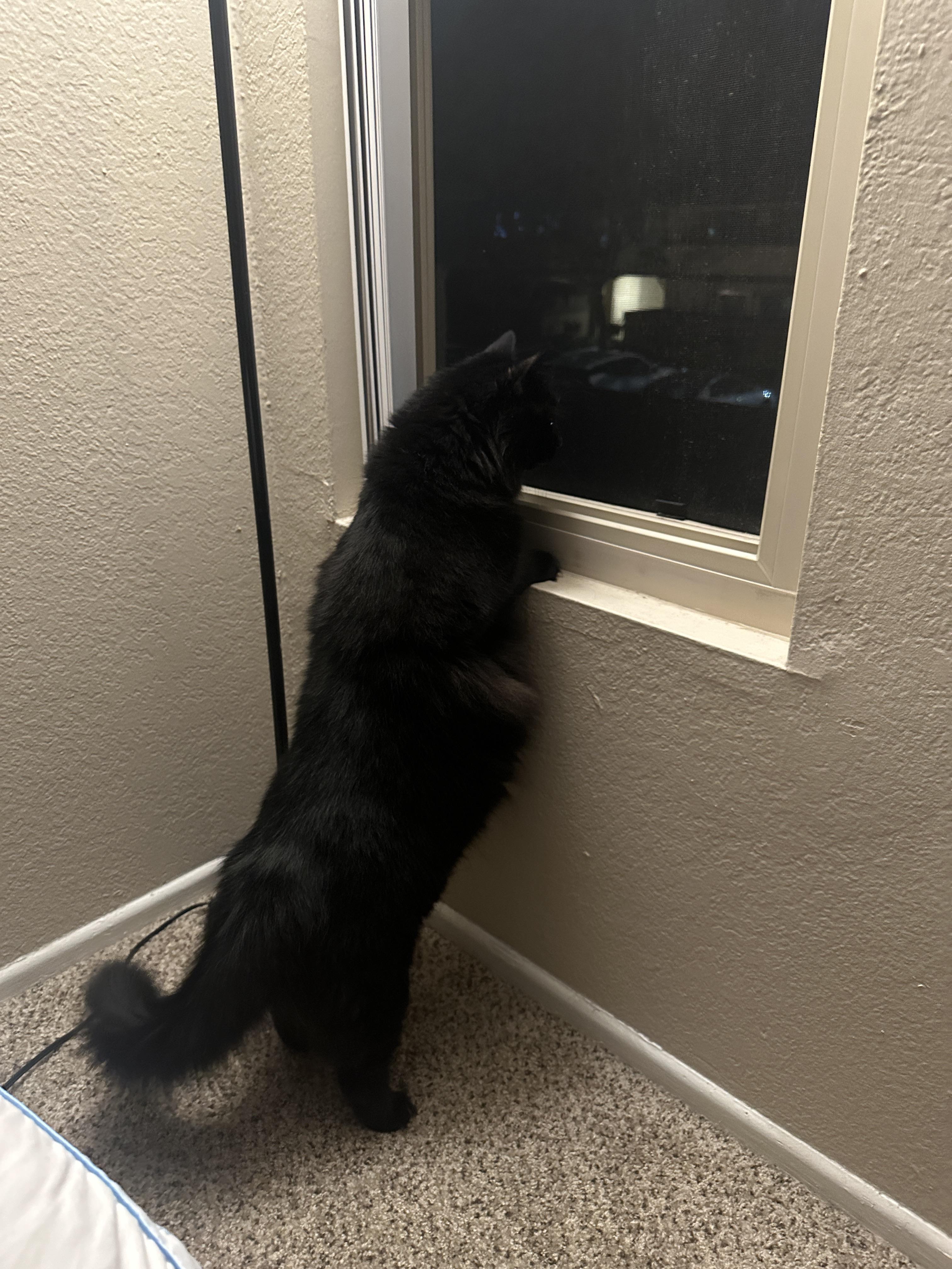 Binx is the CEO of the neighborhood watch 👀🖤 | Scrolller