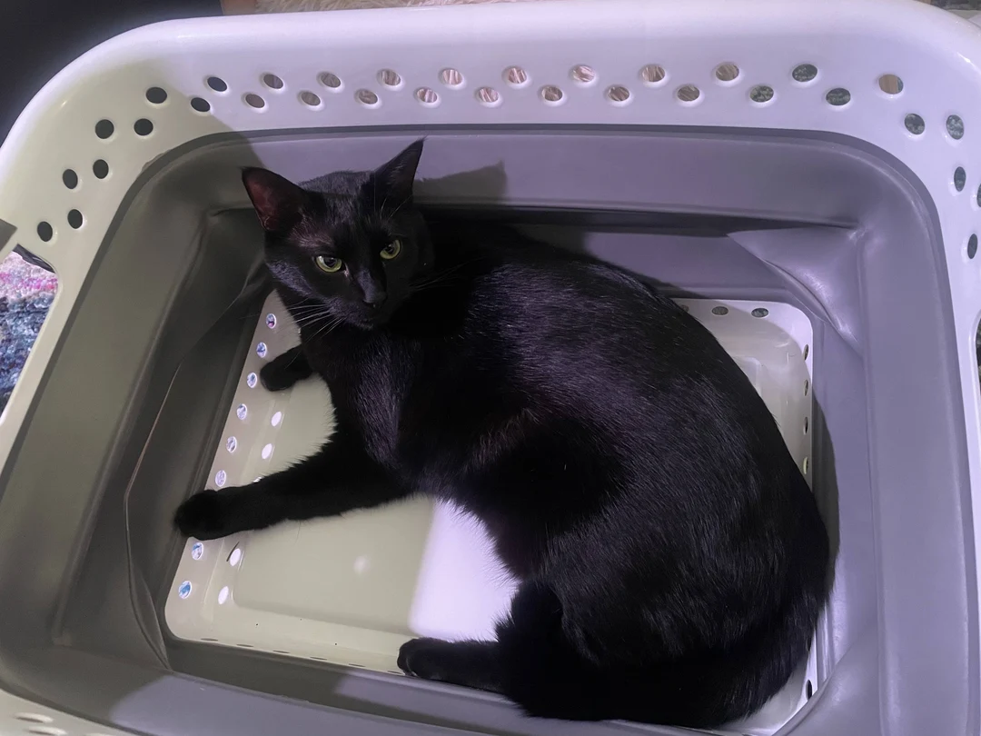 What’s a laundry basket? This is a Kali basket. | Scrolller