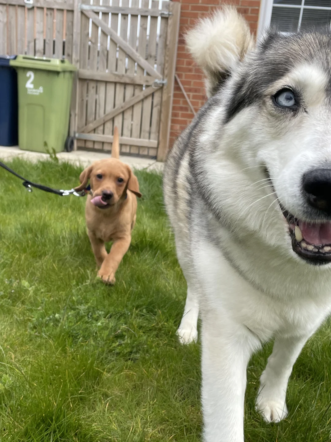 Sky’s got a new friend, Sonny | Scrolller