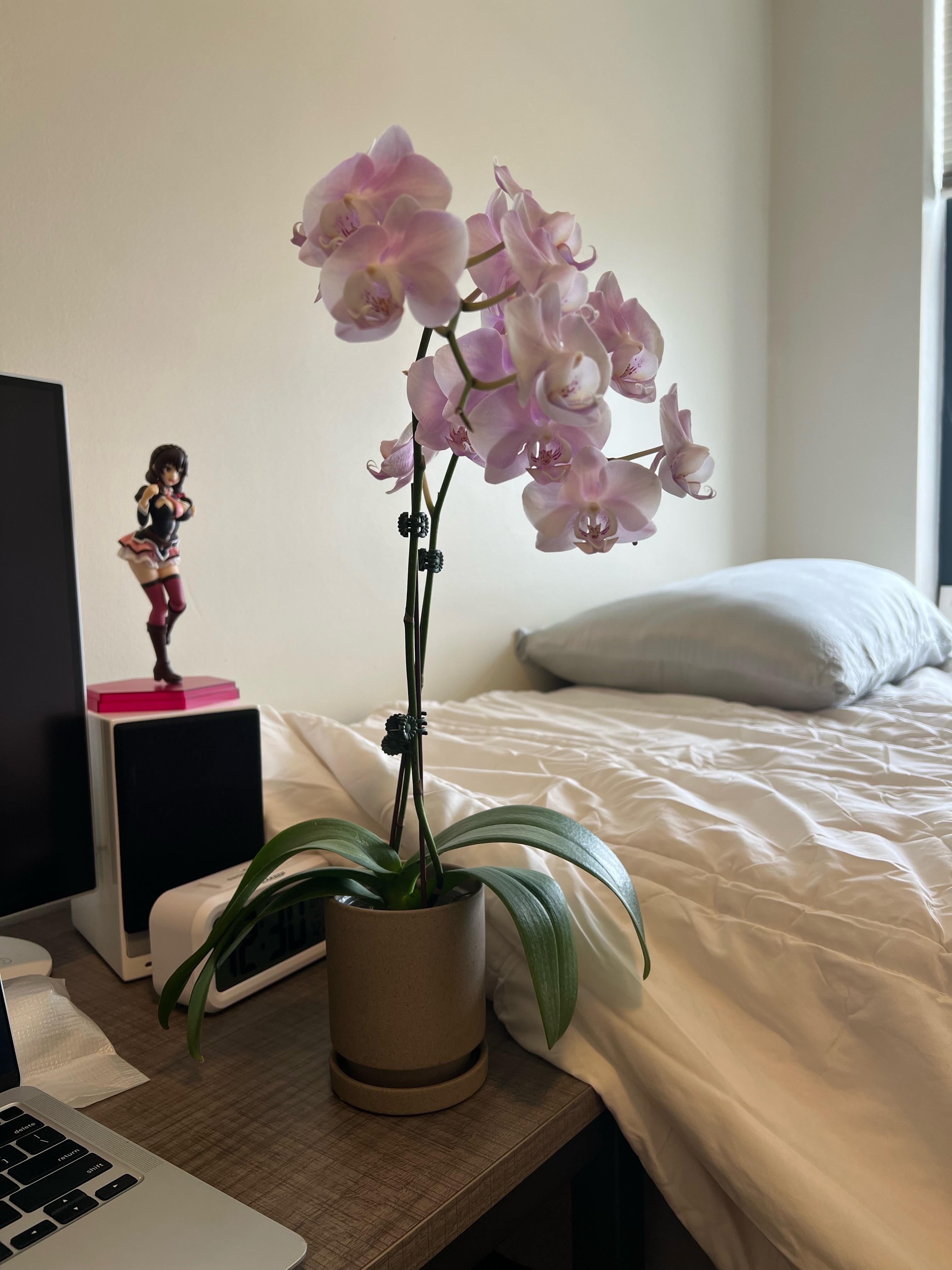 HELP!! Am I killing my orchid?? | Scrolller