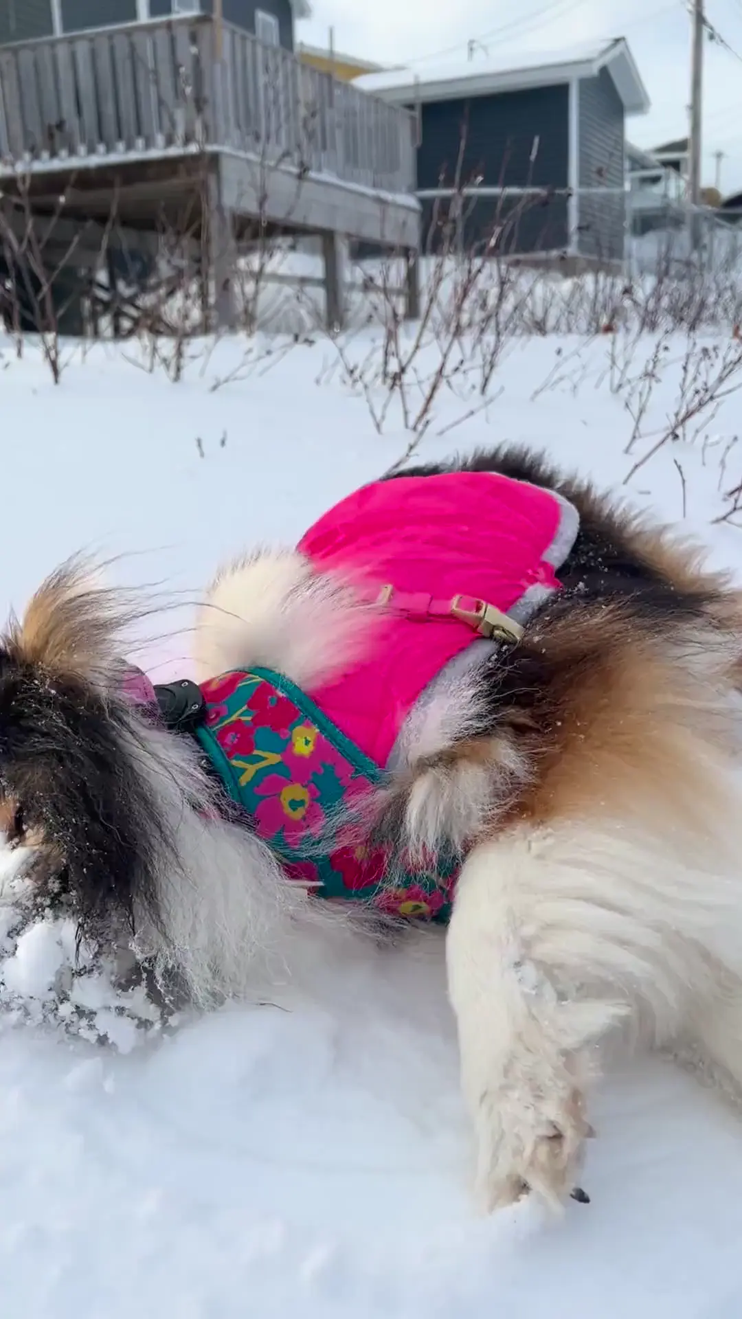 After 9 Canadian Winters This Girl Still Cant Get Enough Of It 5828