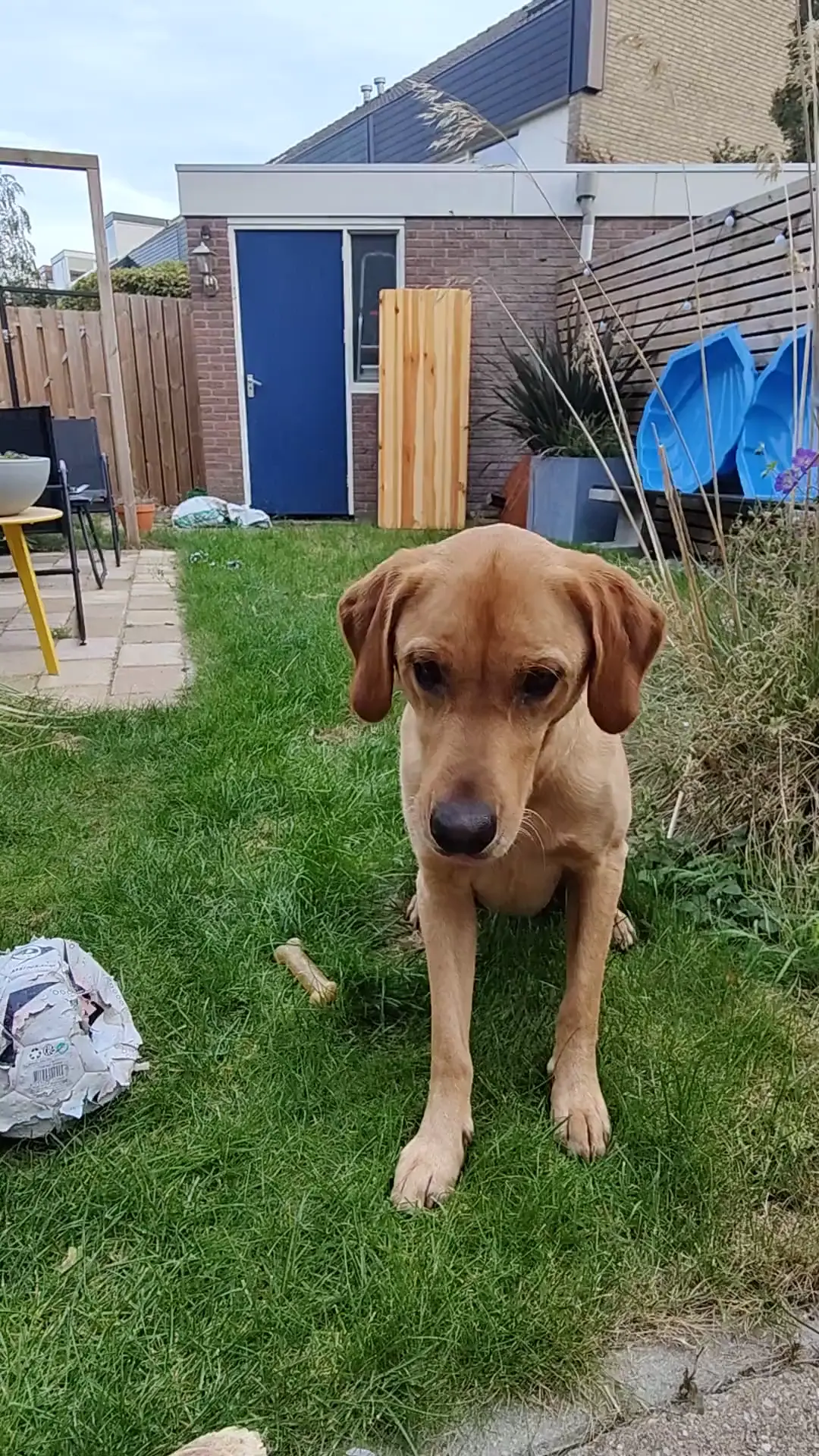 After walk treat? Time to destroy the yard! | Scrolller