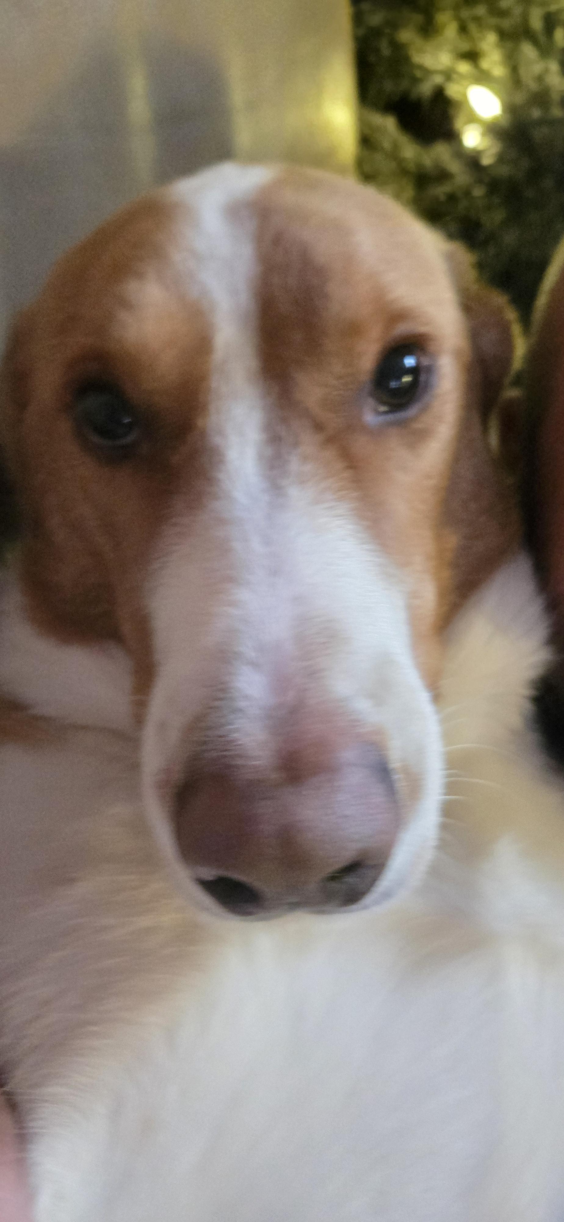 Newest photos of fan favorite Wilbur! | Scrolller