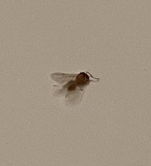 Mystery Flies on Couch?! | Scrolller