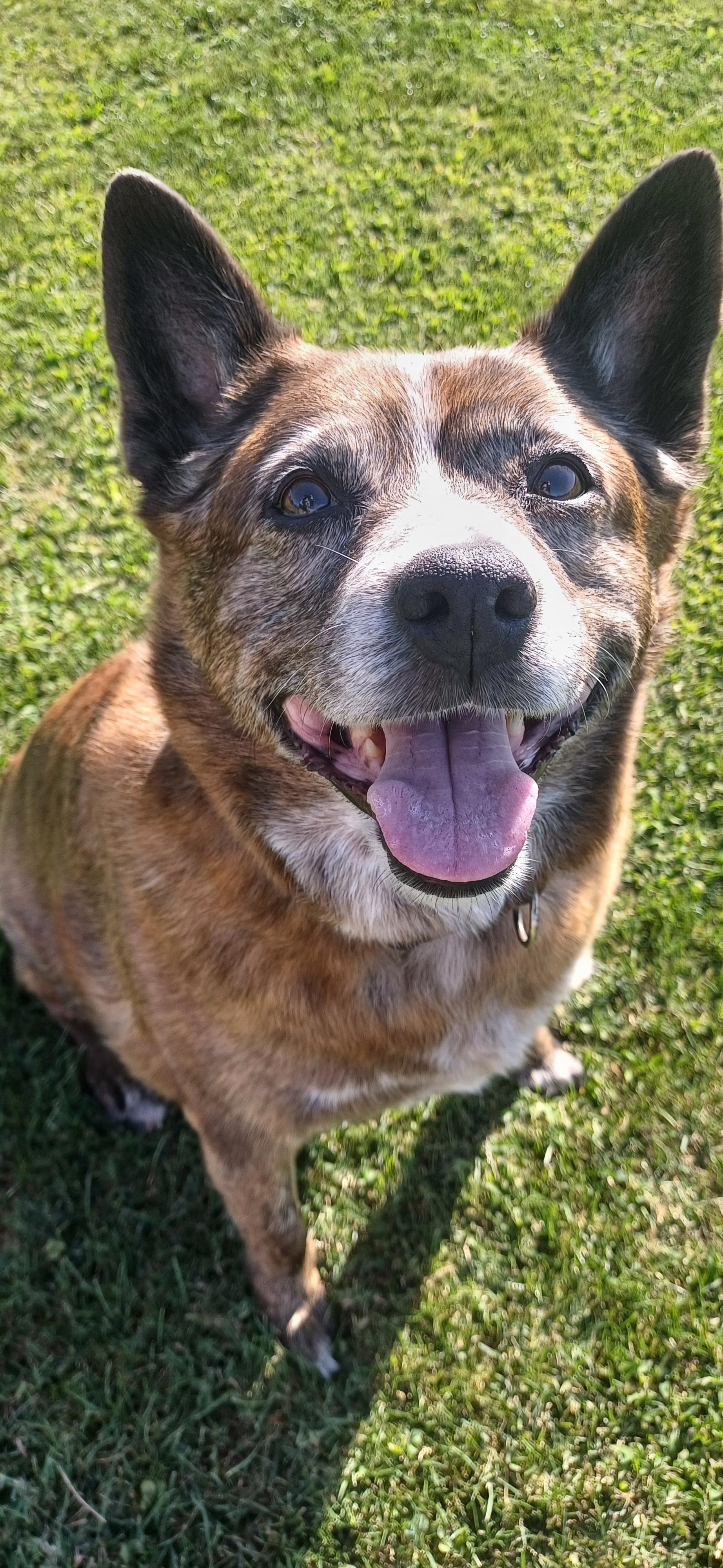 Before and after; being told she's a good doggo | Scrolller