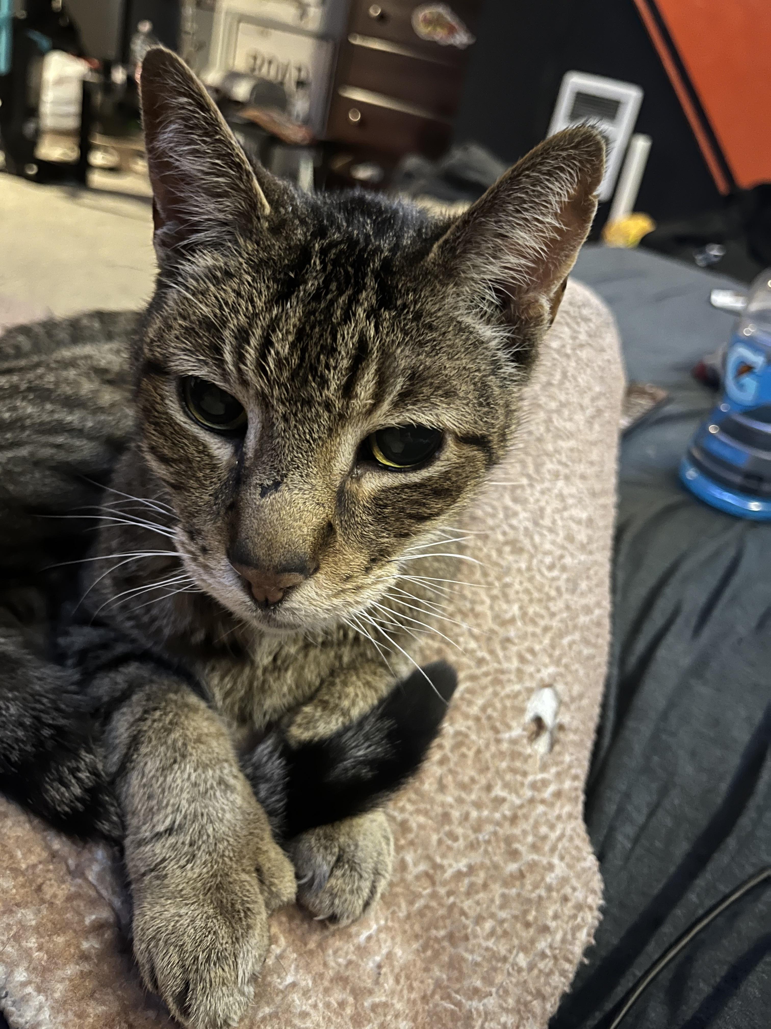 Lap Cats | Scrolller