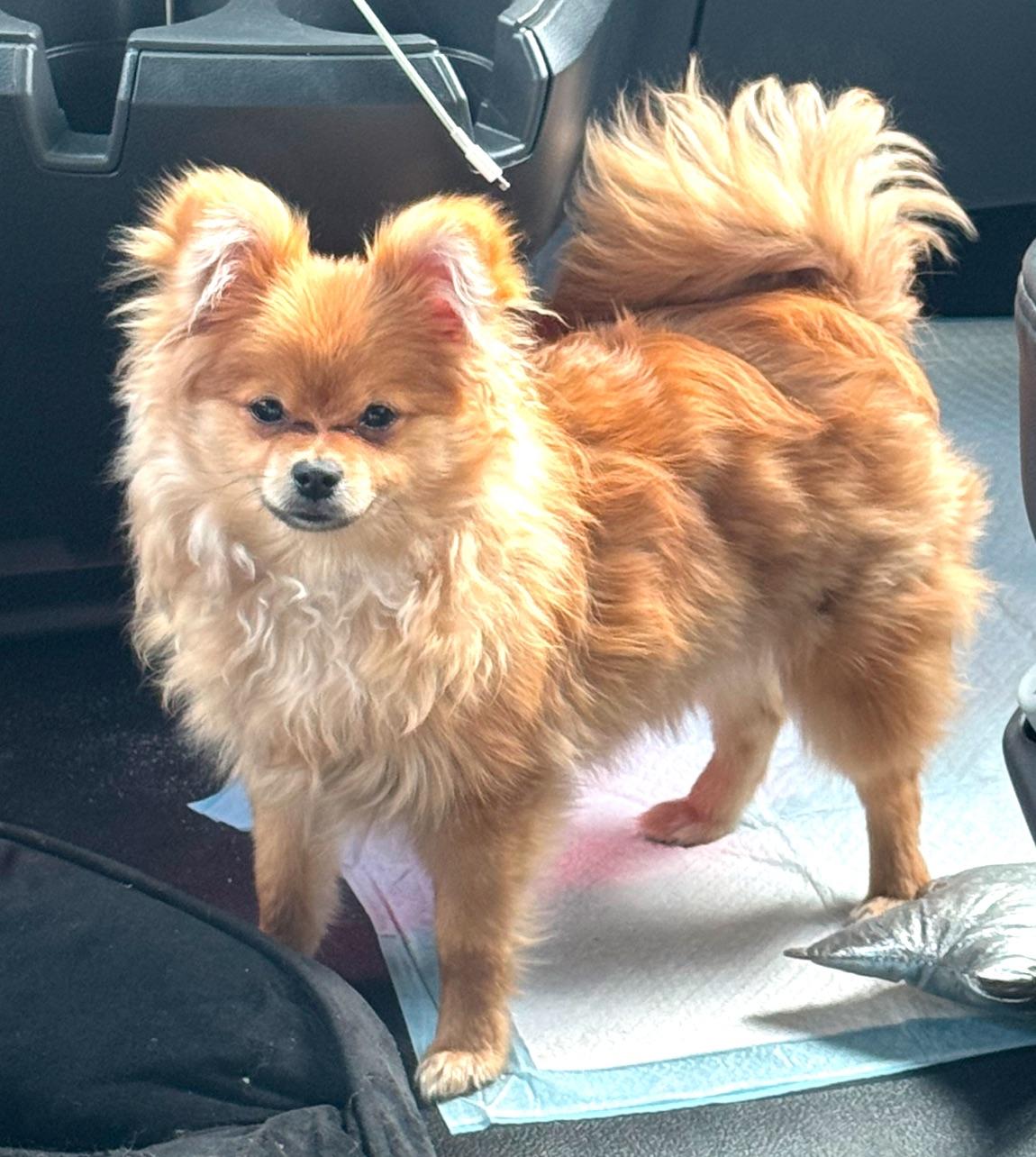 Pom squad | Scrolller