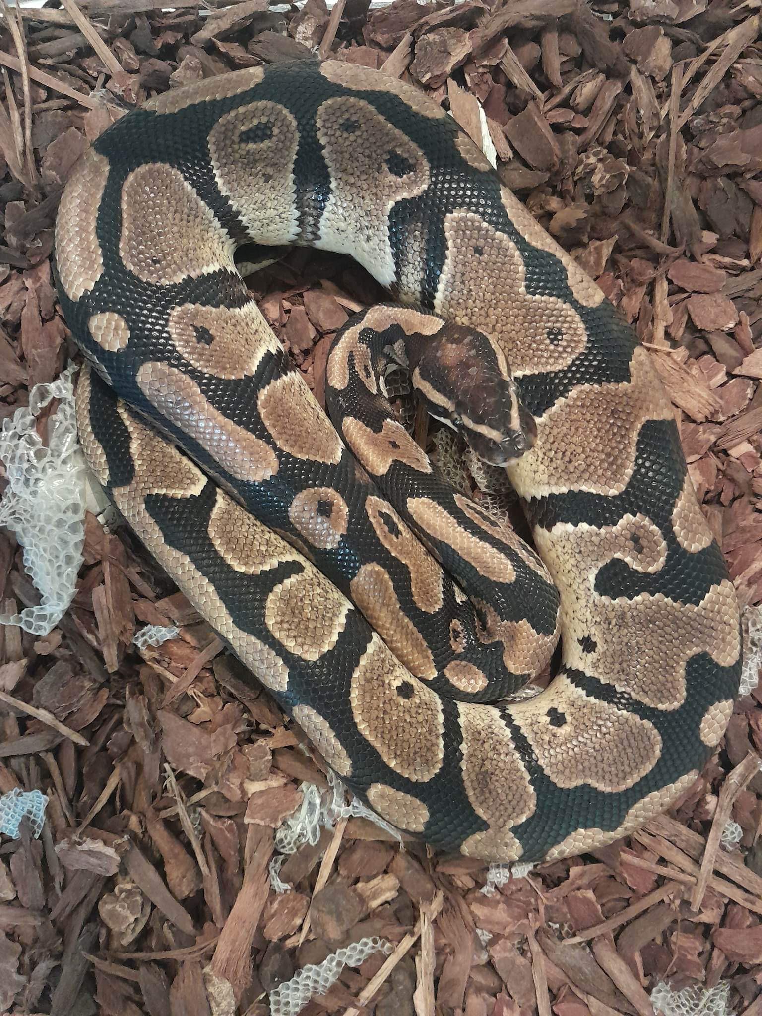 He was so small compared to now. It’s about to be one month since I got my favorite fellow 🥹 # ...