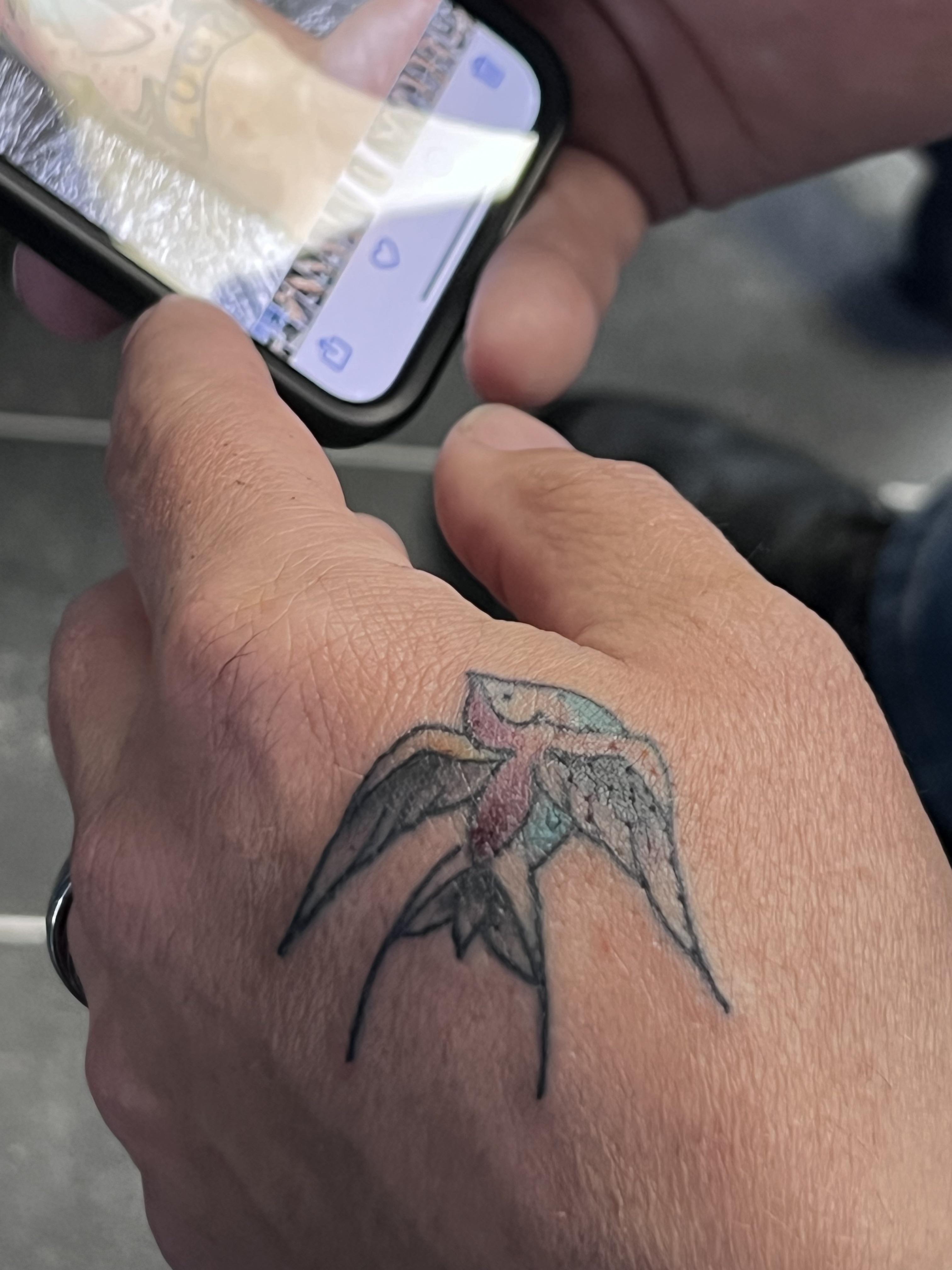 Classic swallow | Scrolller