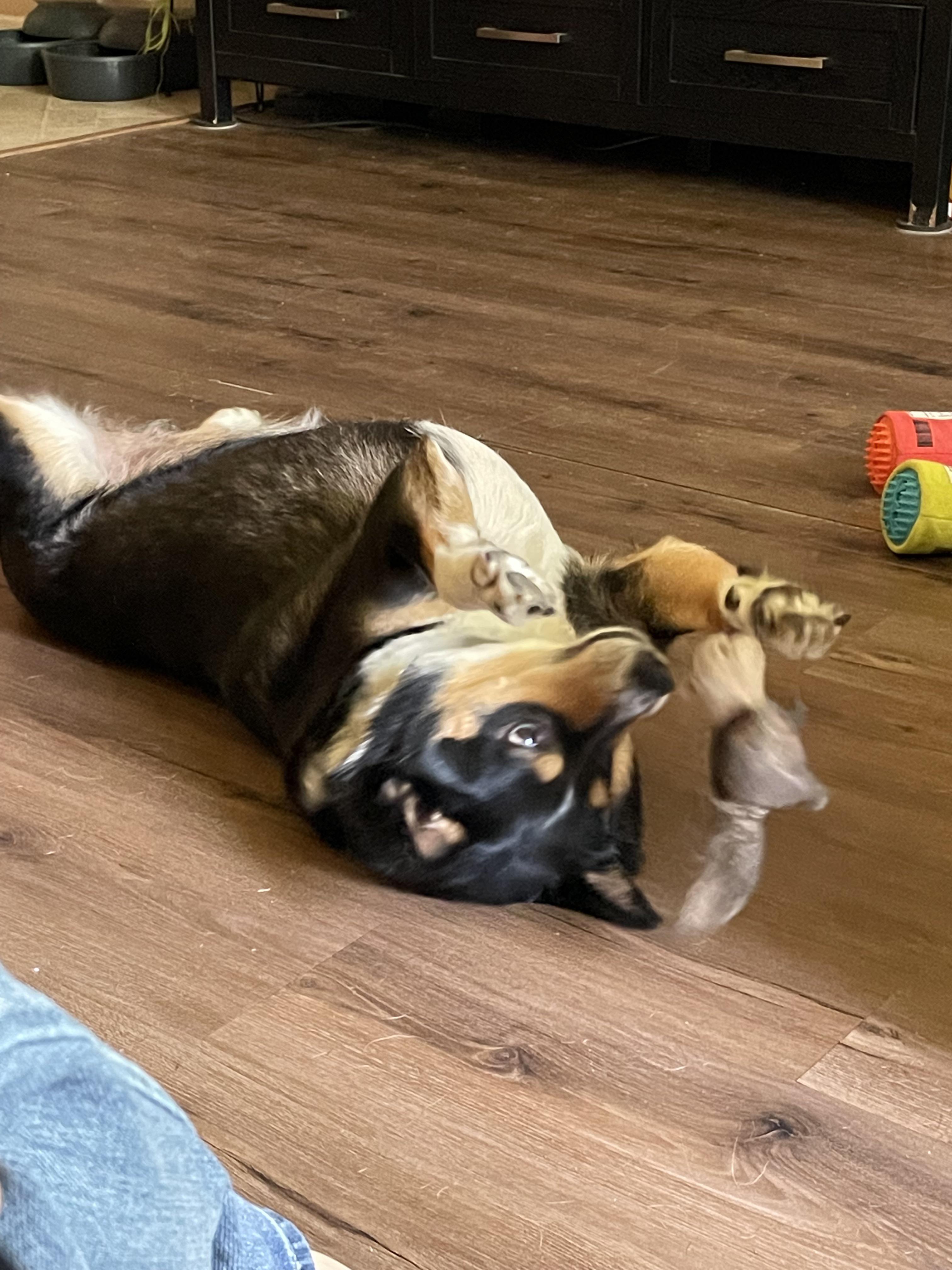 Stella and Squirrel | Scrolller