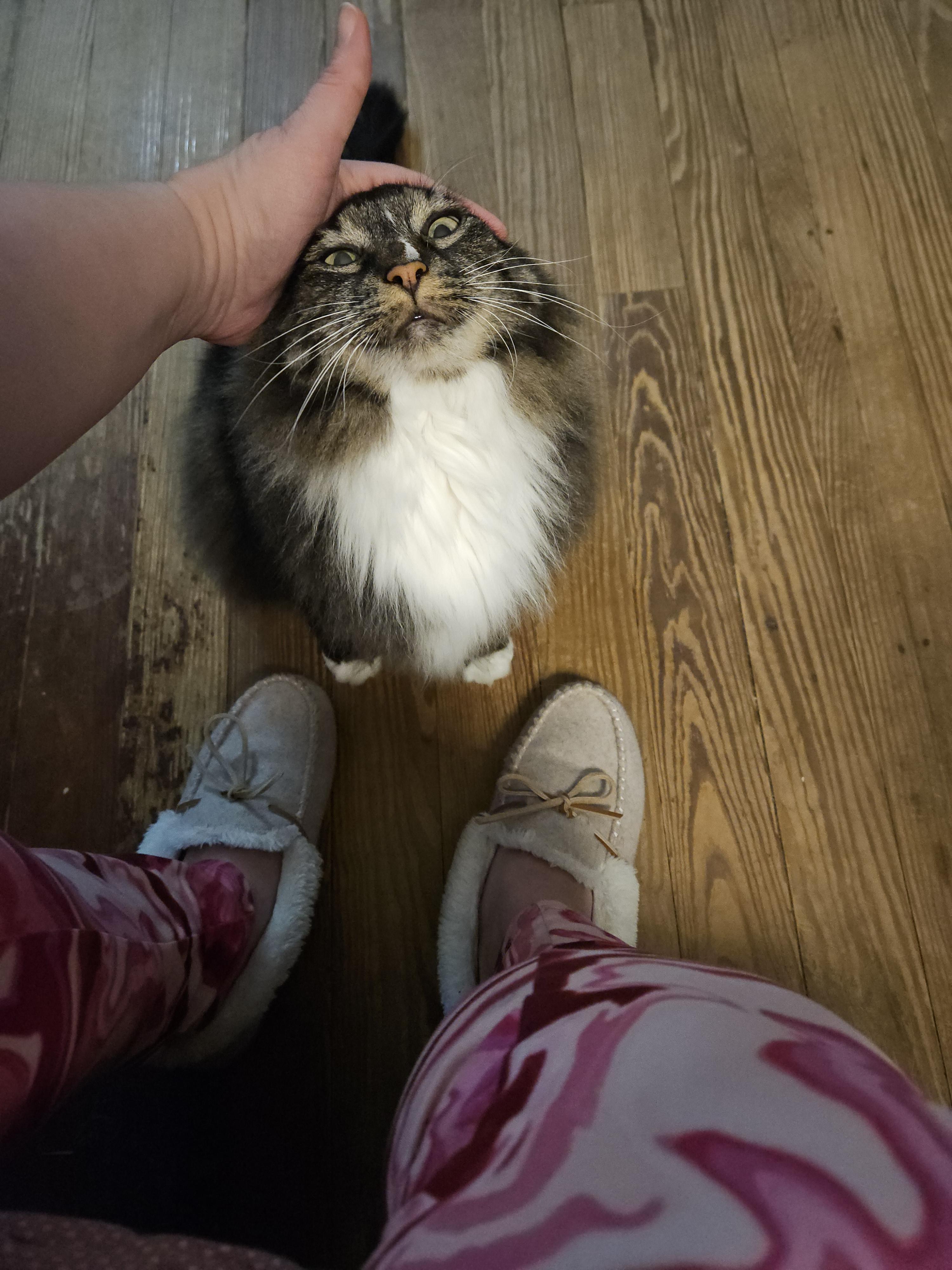 Discover more like Stremtch: Not my catto and Related Content | Scrolller