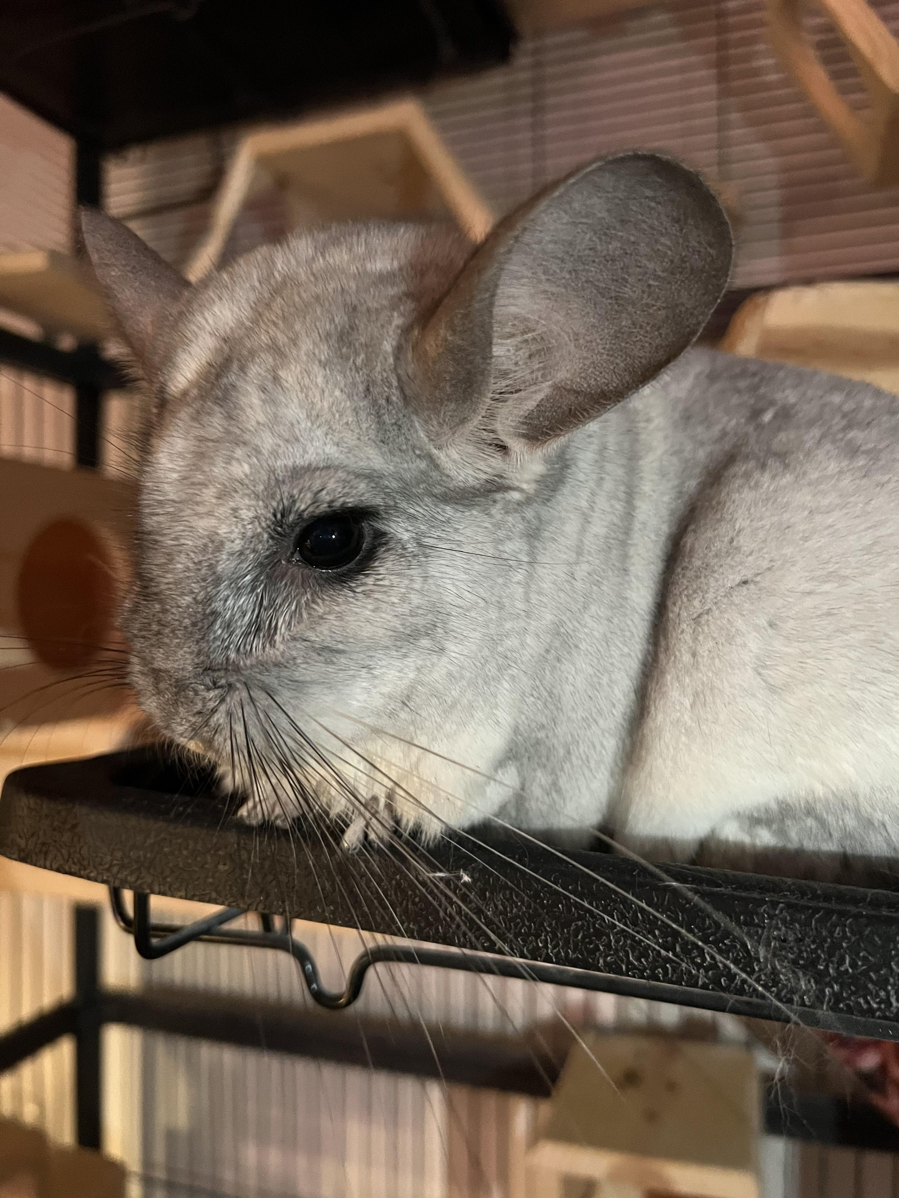 Please help my chinchilla | Scrolller