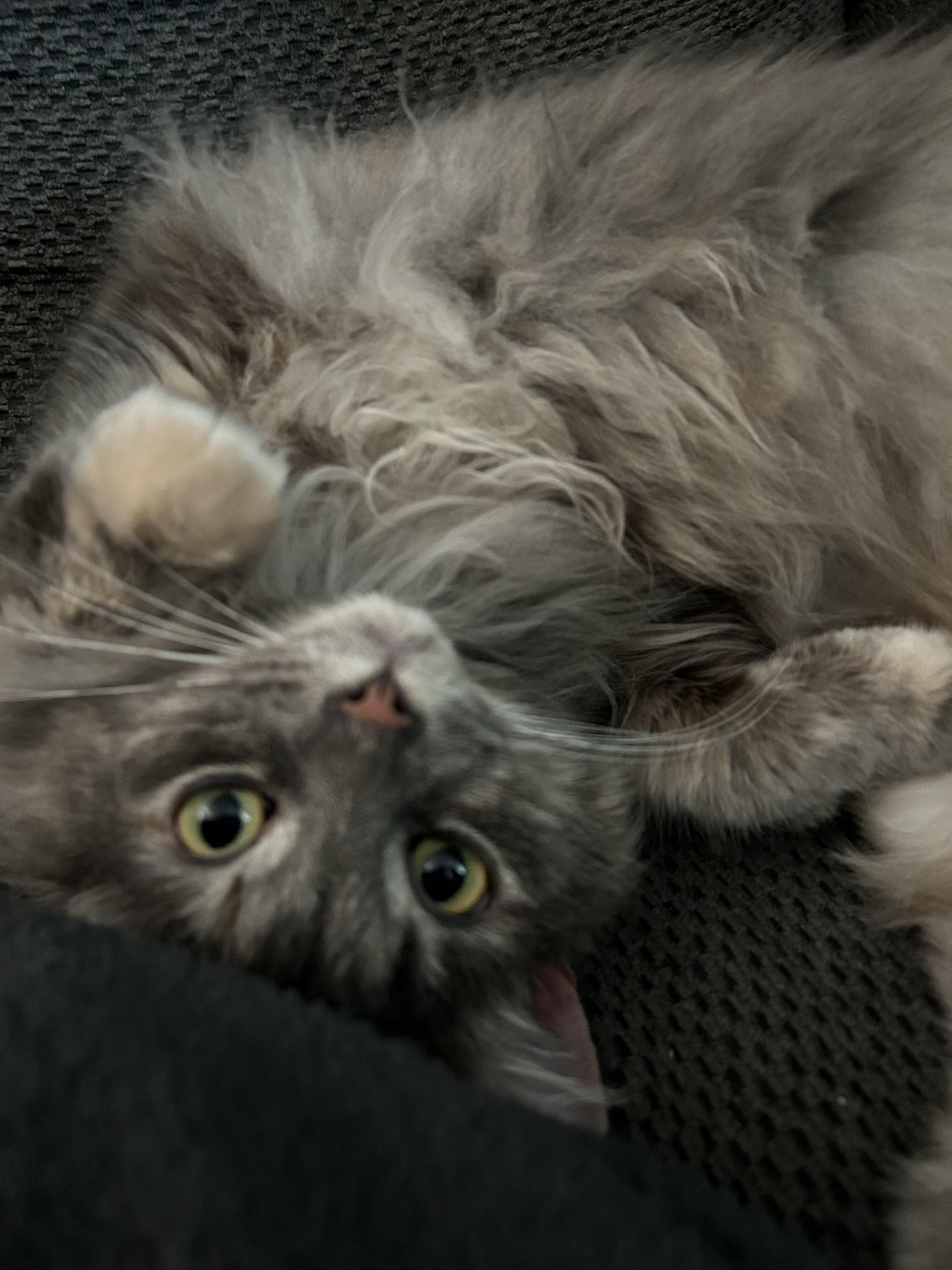 “Don’t they ever stand on their 4 legs?” | Scrolller