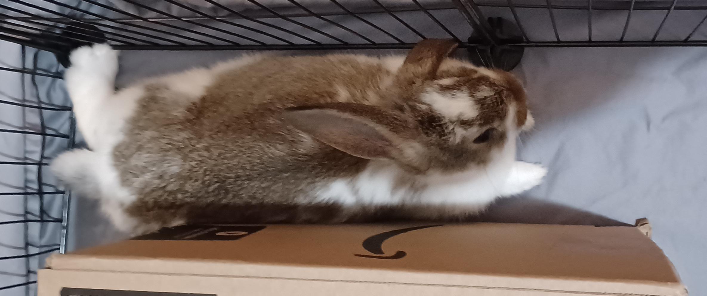 Discover more like Rabbits: Our rescue bun, Benson. In my arms when we got her at 4 weeks old ...