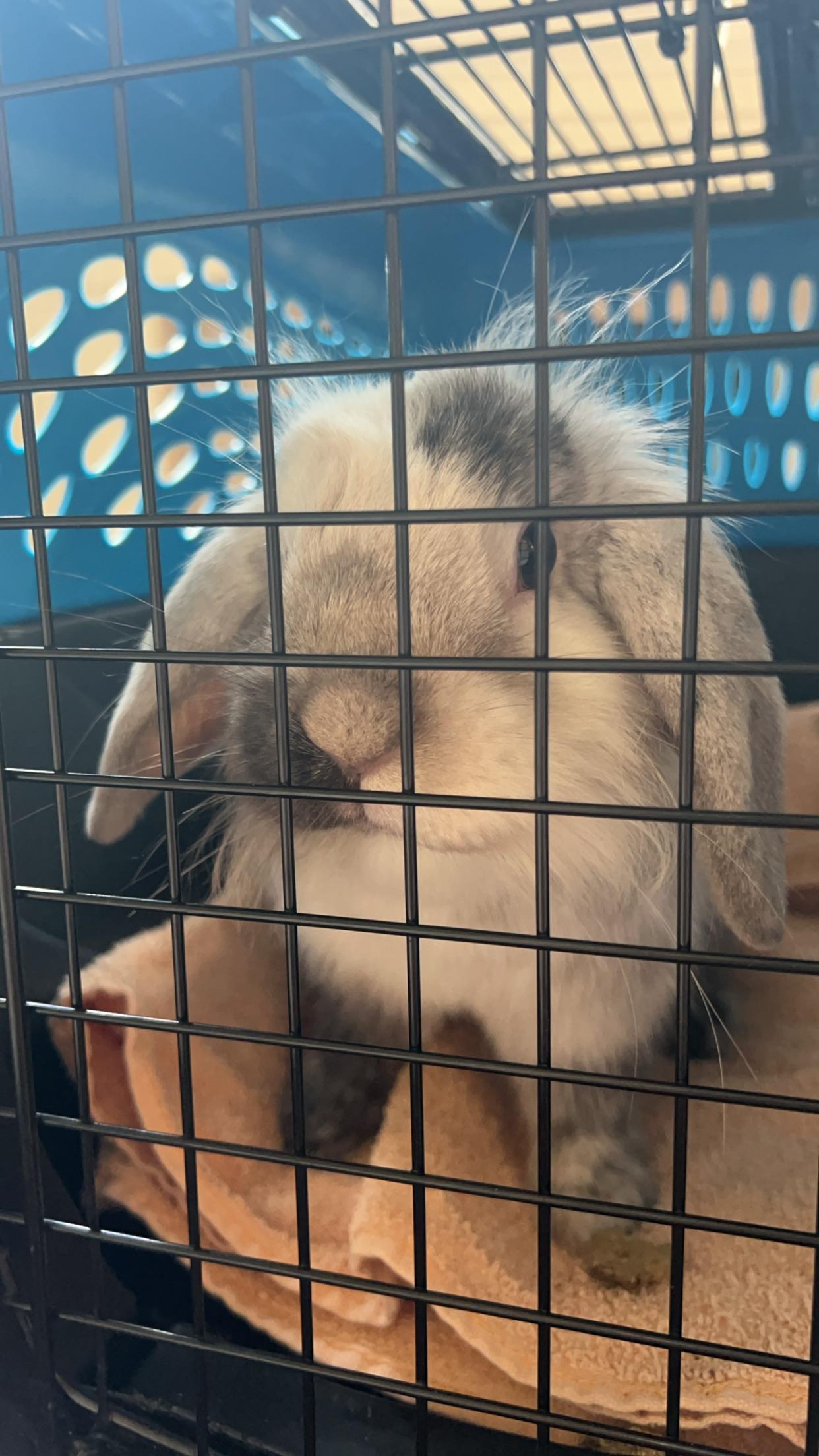 Discover more like Rabbits: Opals getting her stitches out from her spay! and Related Content ...