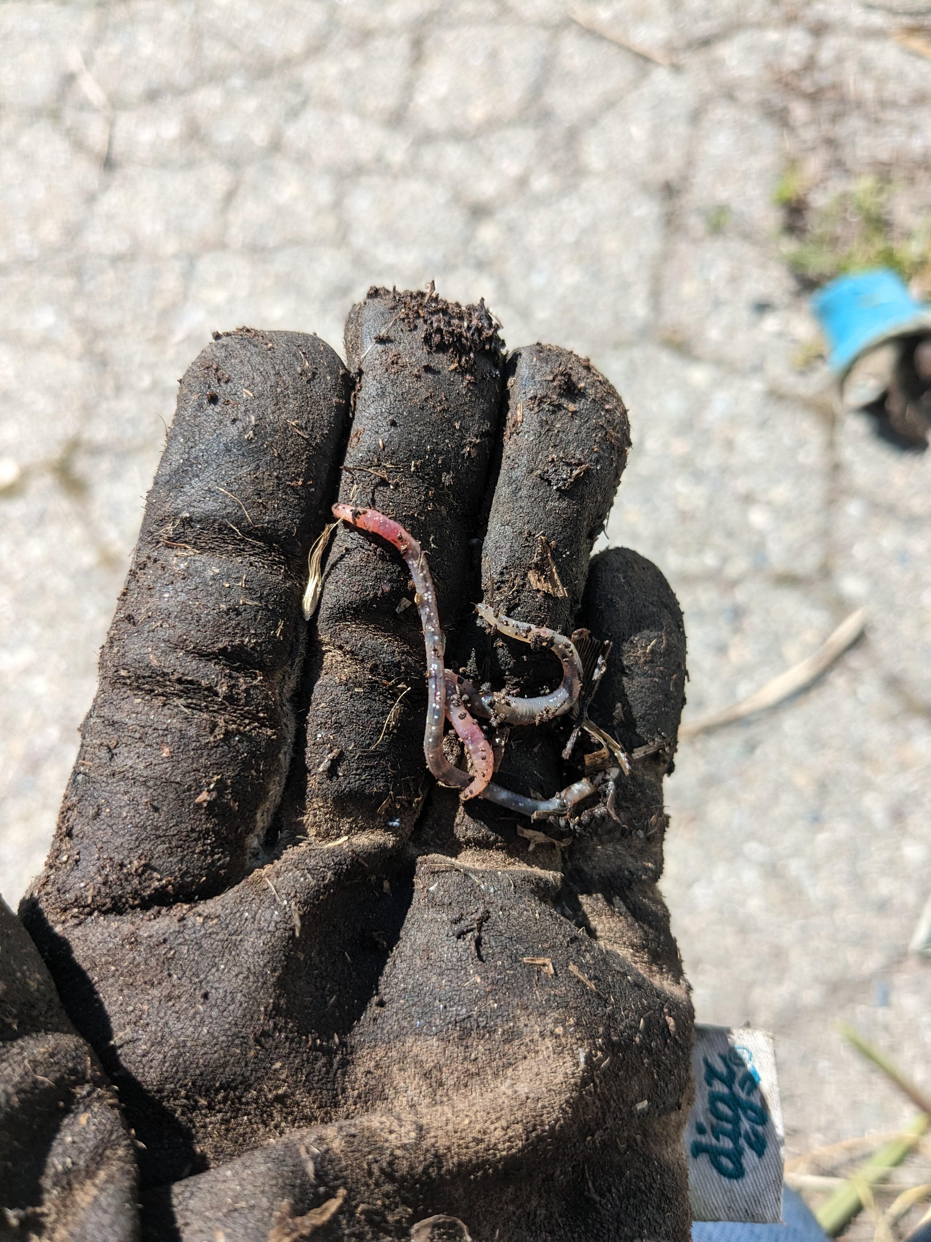 What are these white dots in/on these worms? | Scrolller