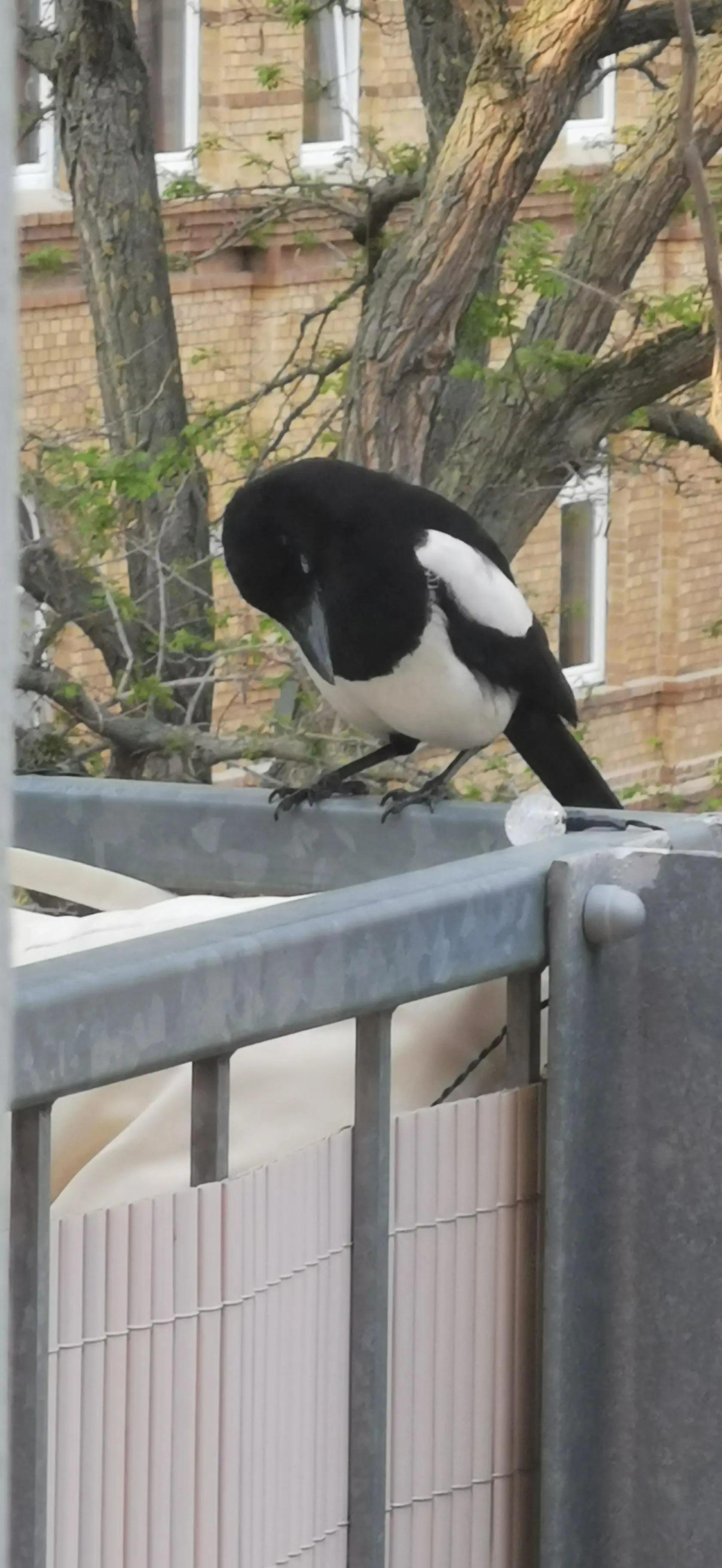 Albus came to chill and kept bowing like that | Scrolller