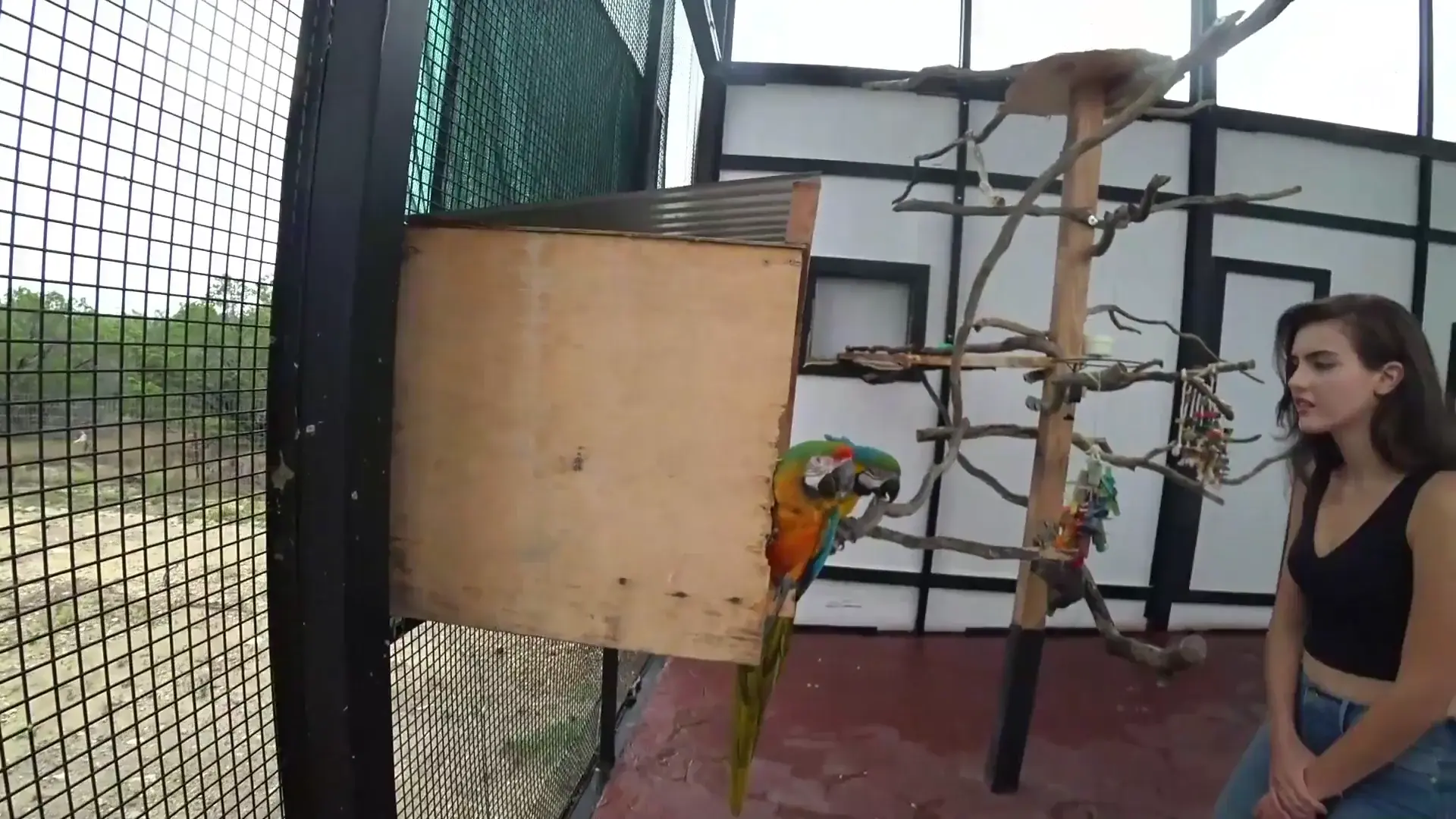 Alex bonding with the parrot :) | Scrolller