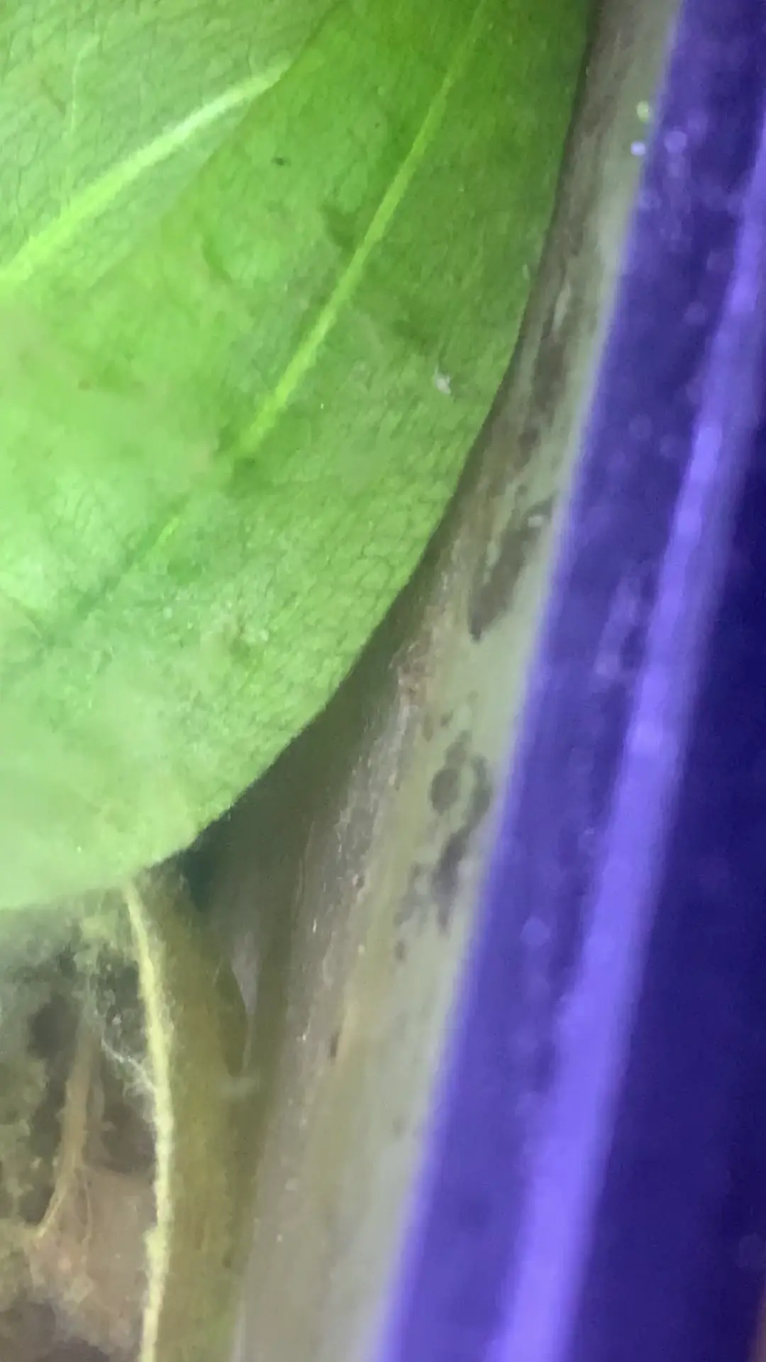 Algae overgrown aquarium sorta genius for triops | Scrolller