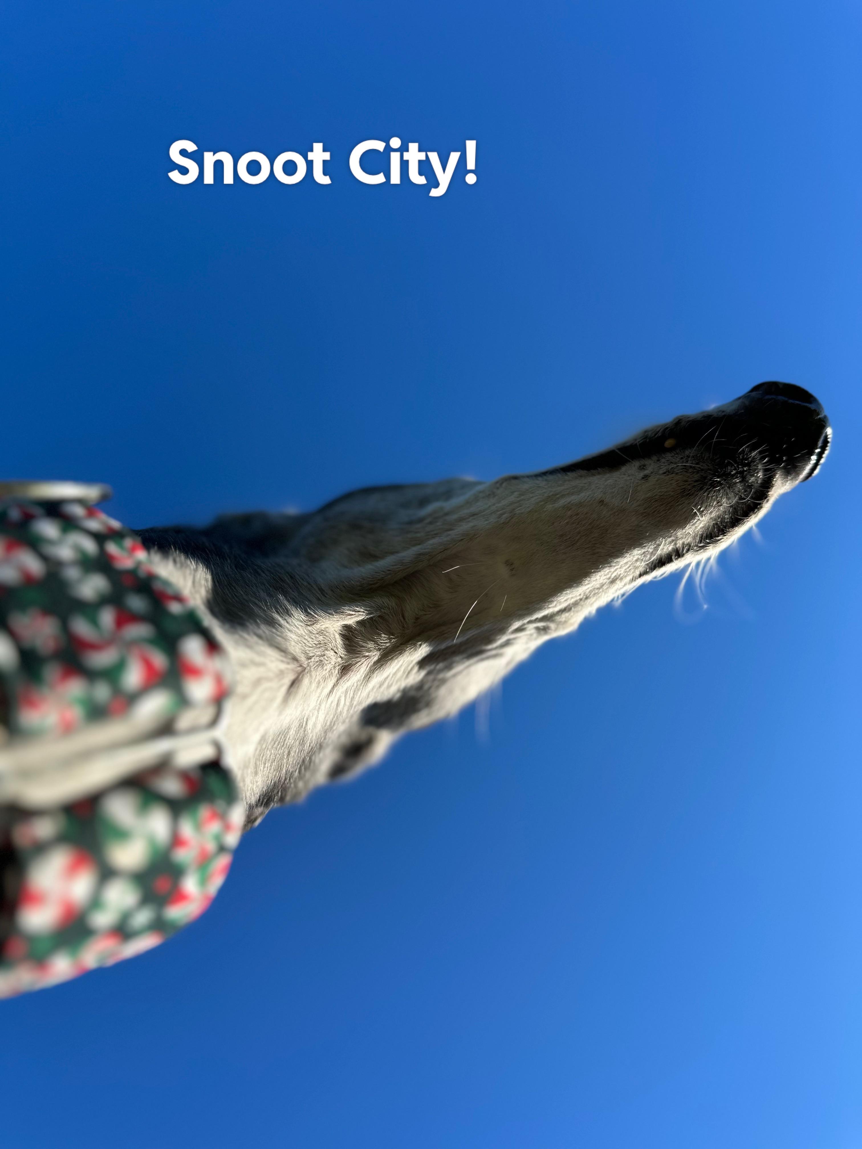 All the snoot | Scrolller