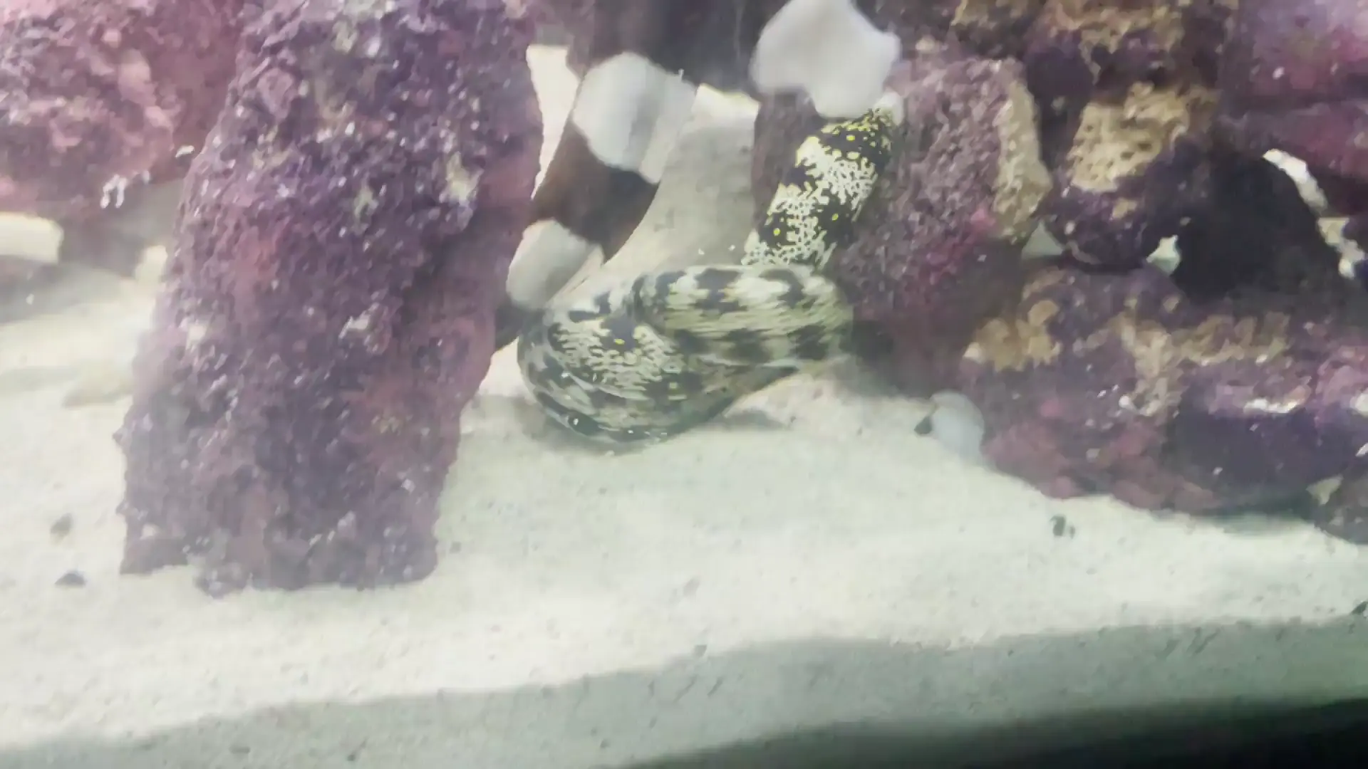 All tied up in knots | Scrolller