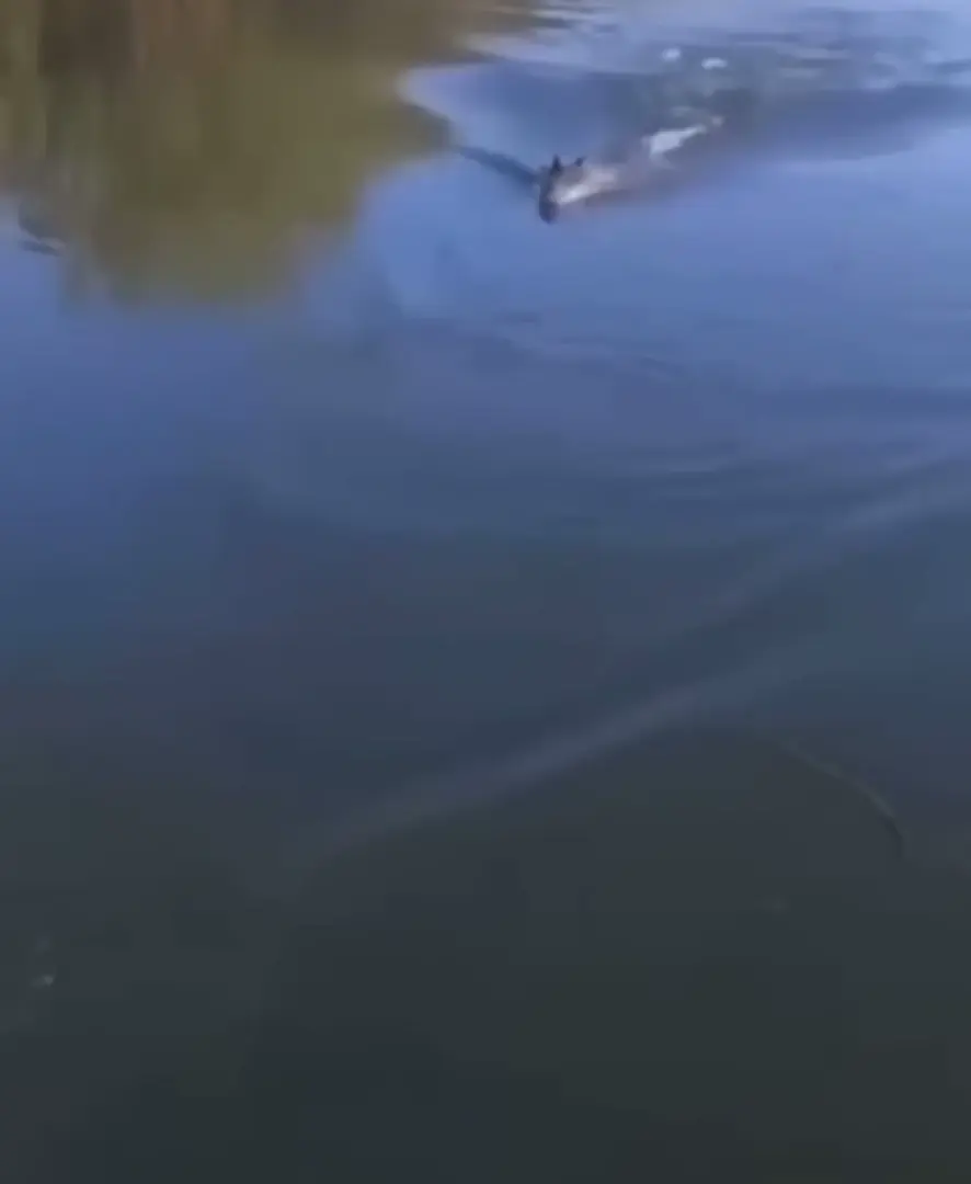 Alligator | Scrolller