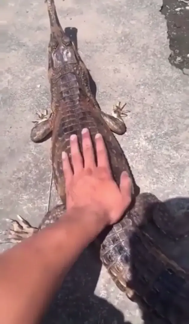 Alligator Edition | Scrolller