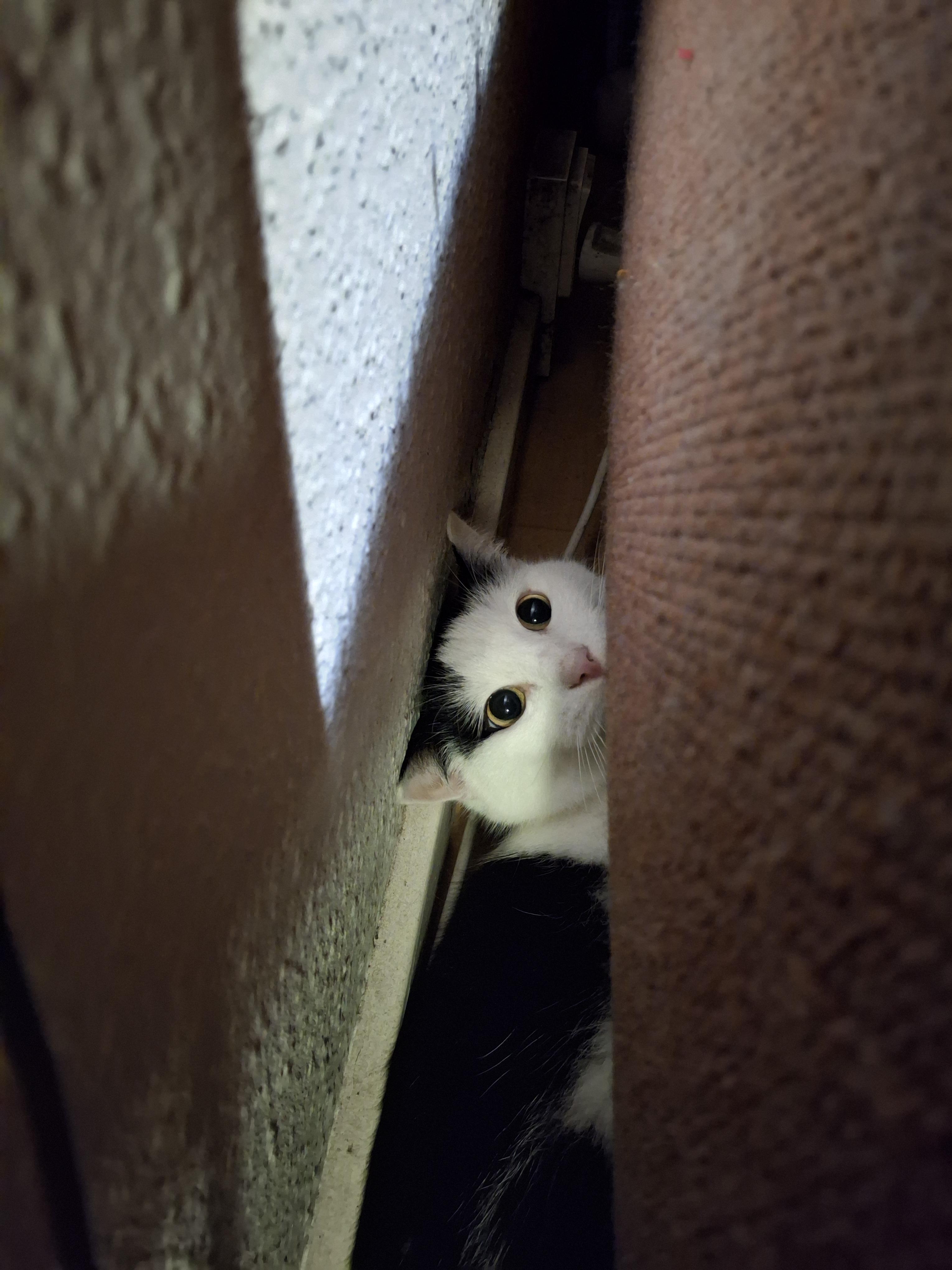 Ally cat | Scrolller