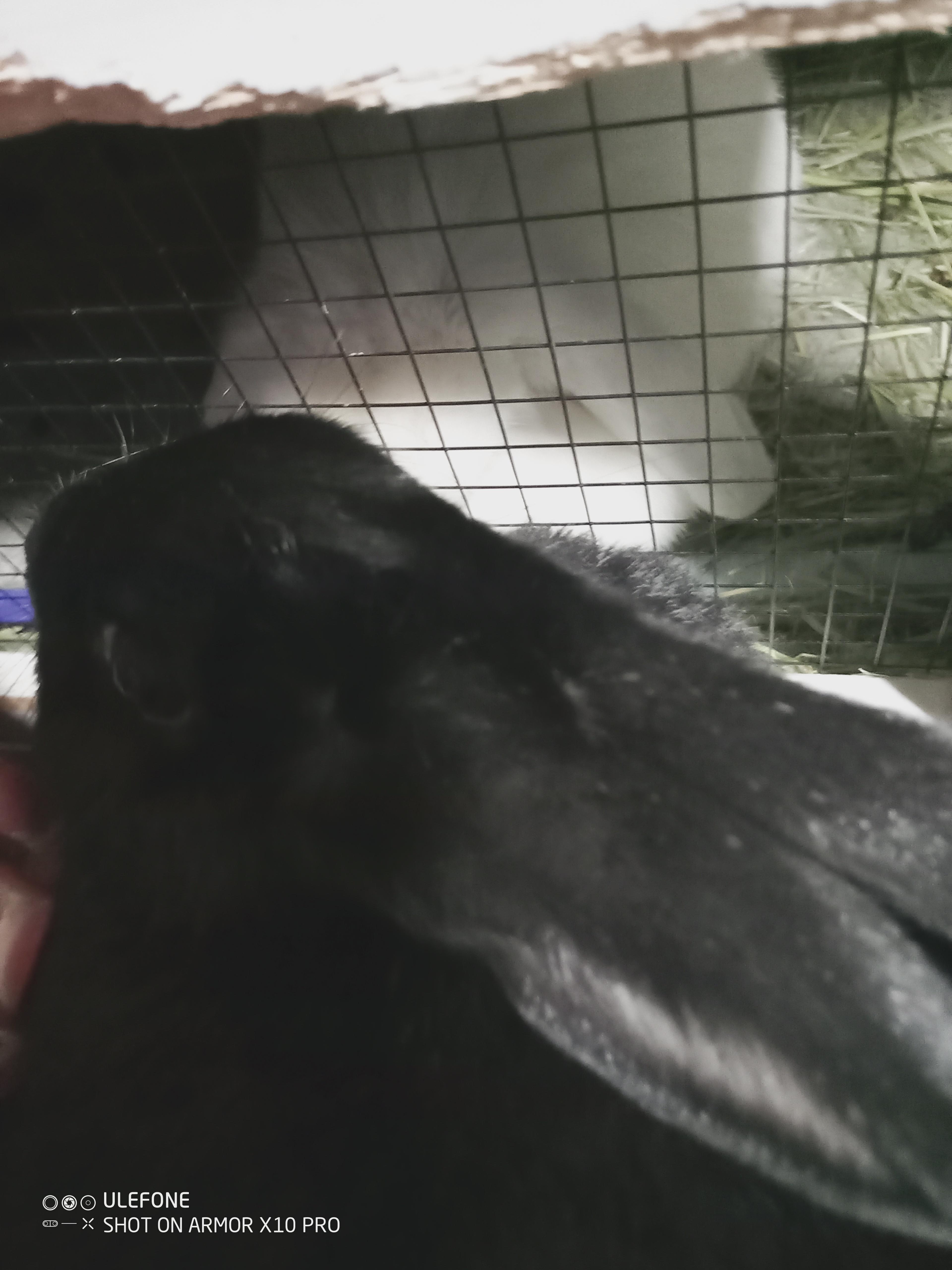 Working on bonding these two girls | Scrolller