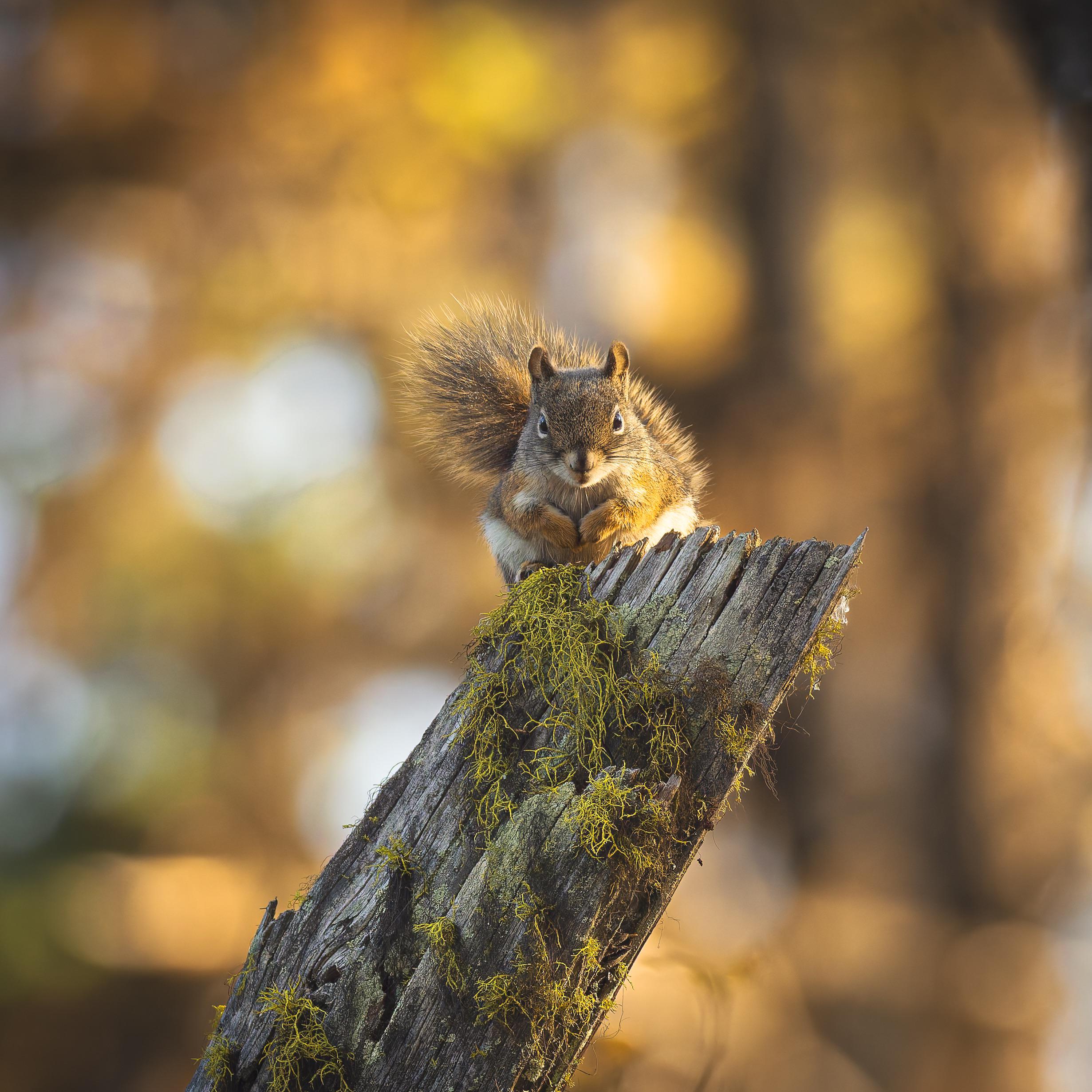 American Red Squirrel striking a pose for me | Scrolller