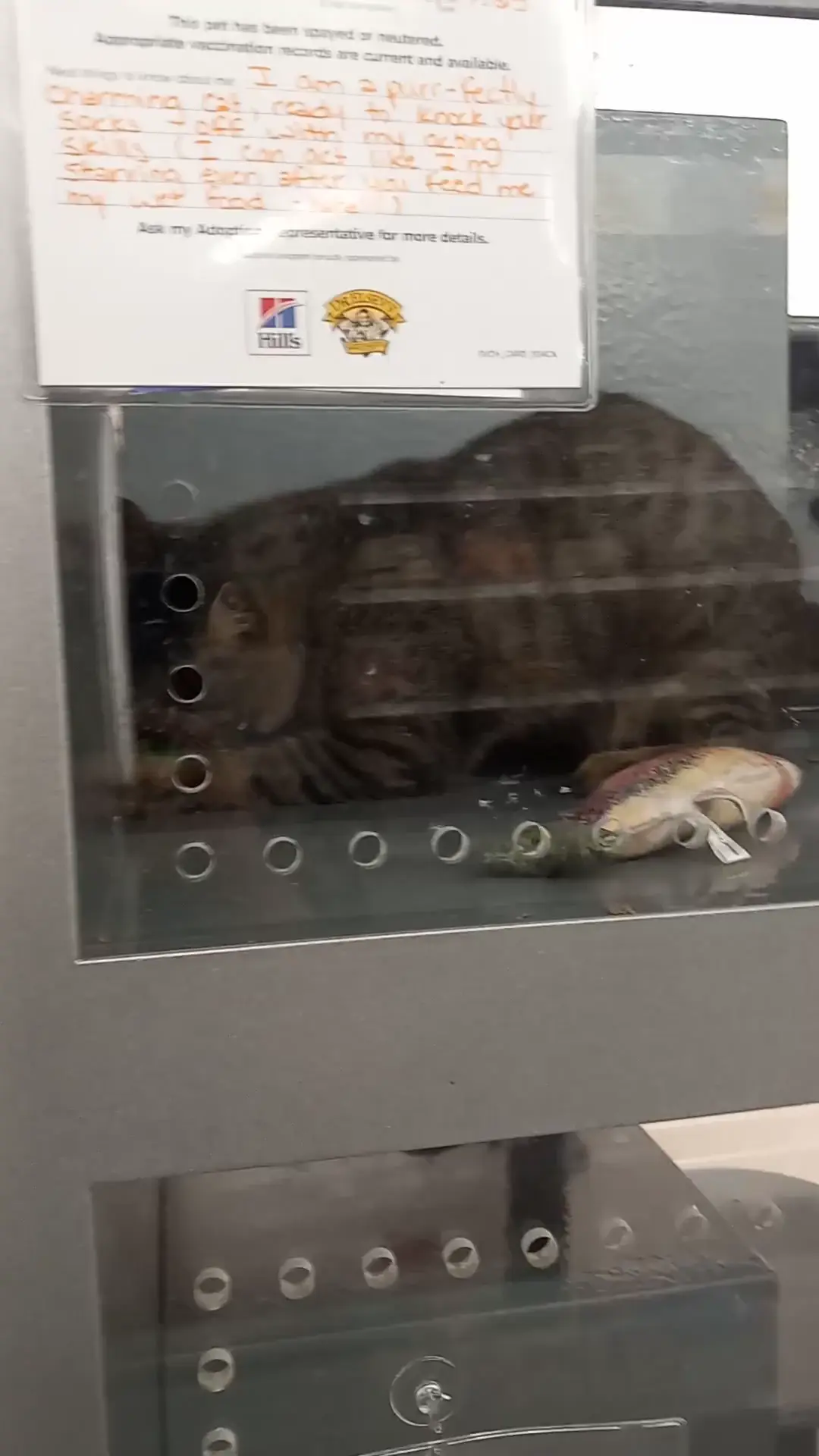 An empty headed man at Petsmart | Scrolller