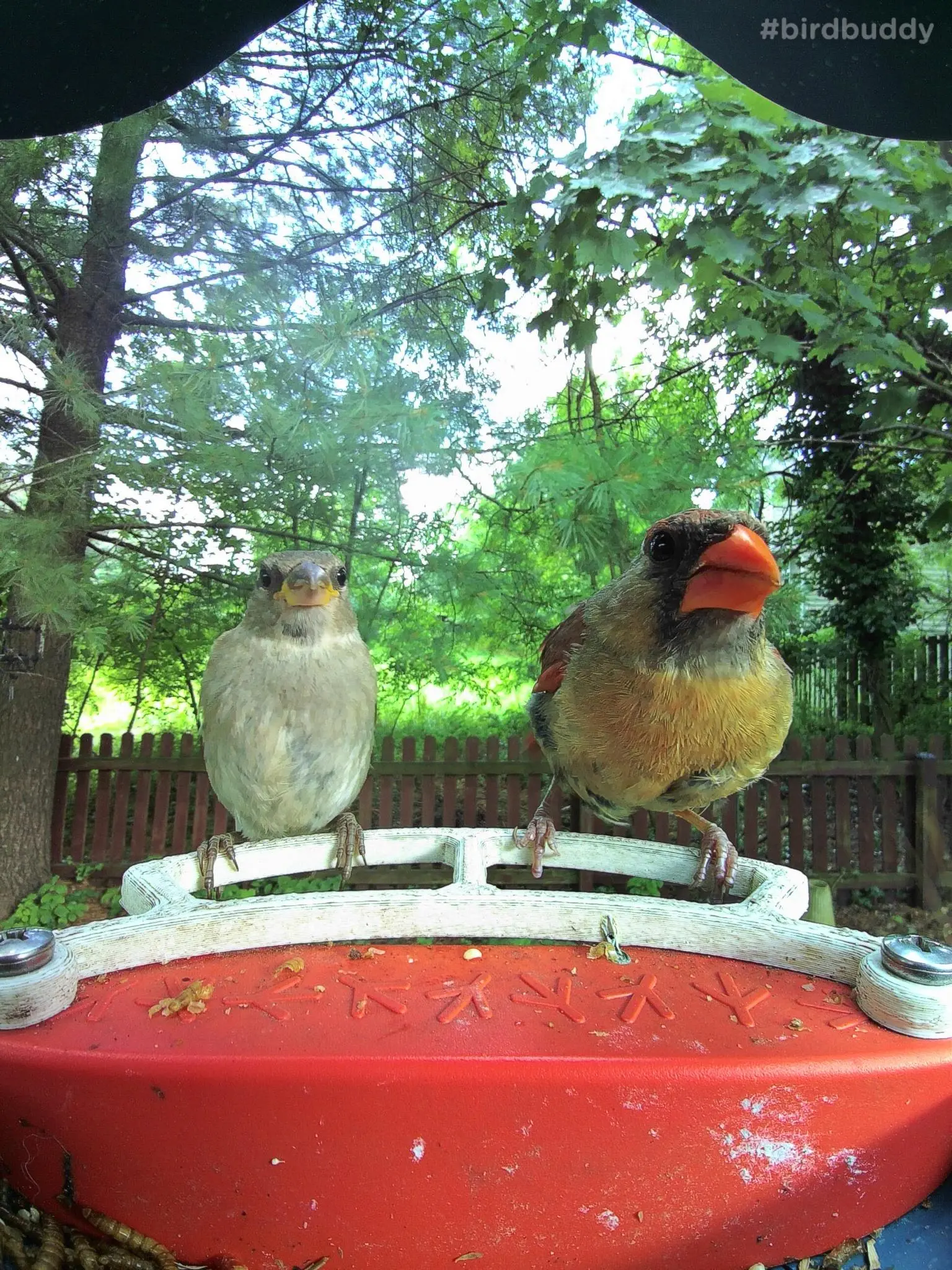 An Unlikely Alliance | Scrolller