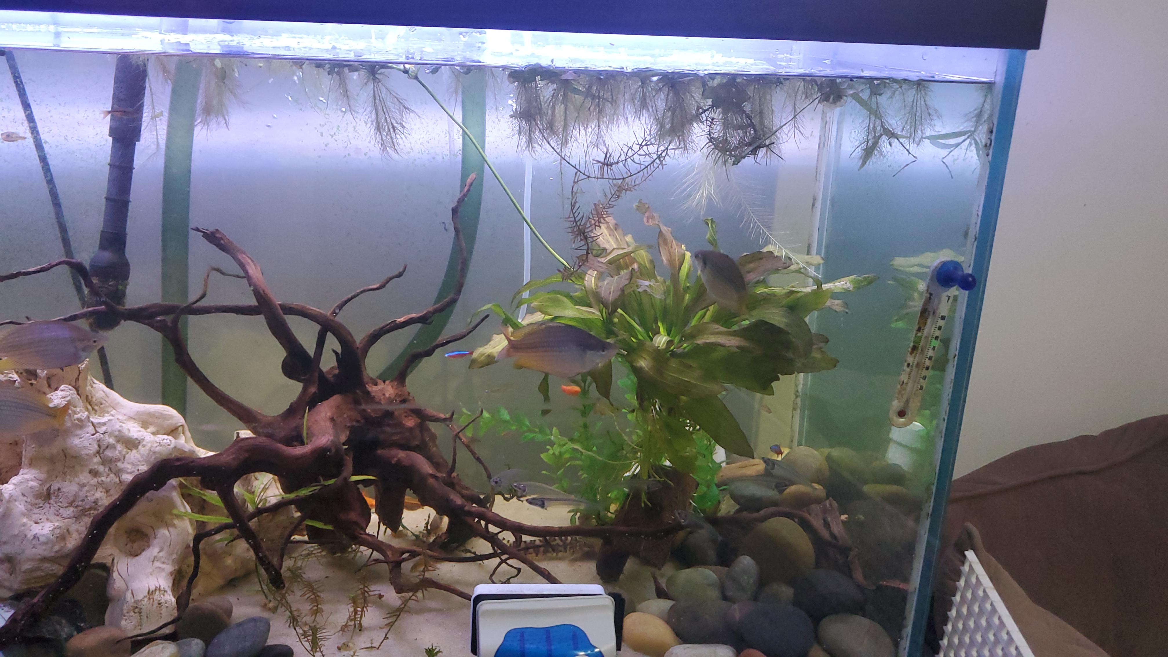 Plant ID? | Scrolller