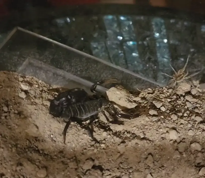 Androctonus Bicolor feeding | Scrolller