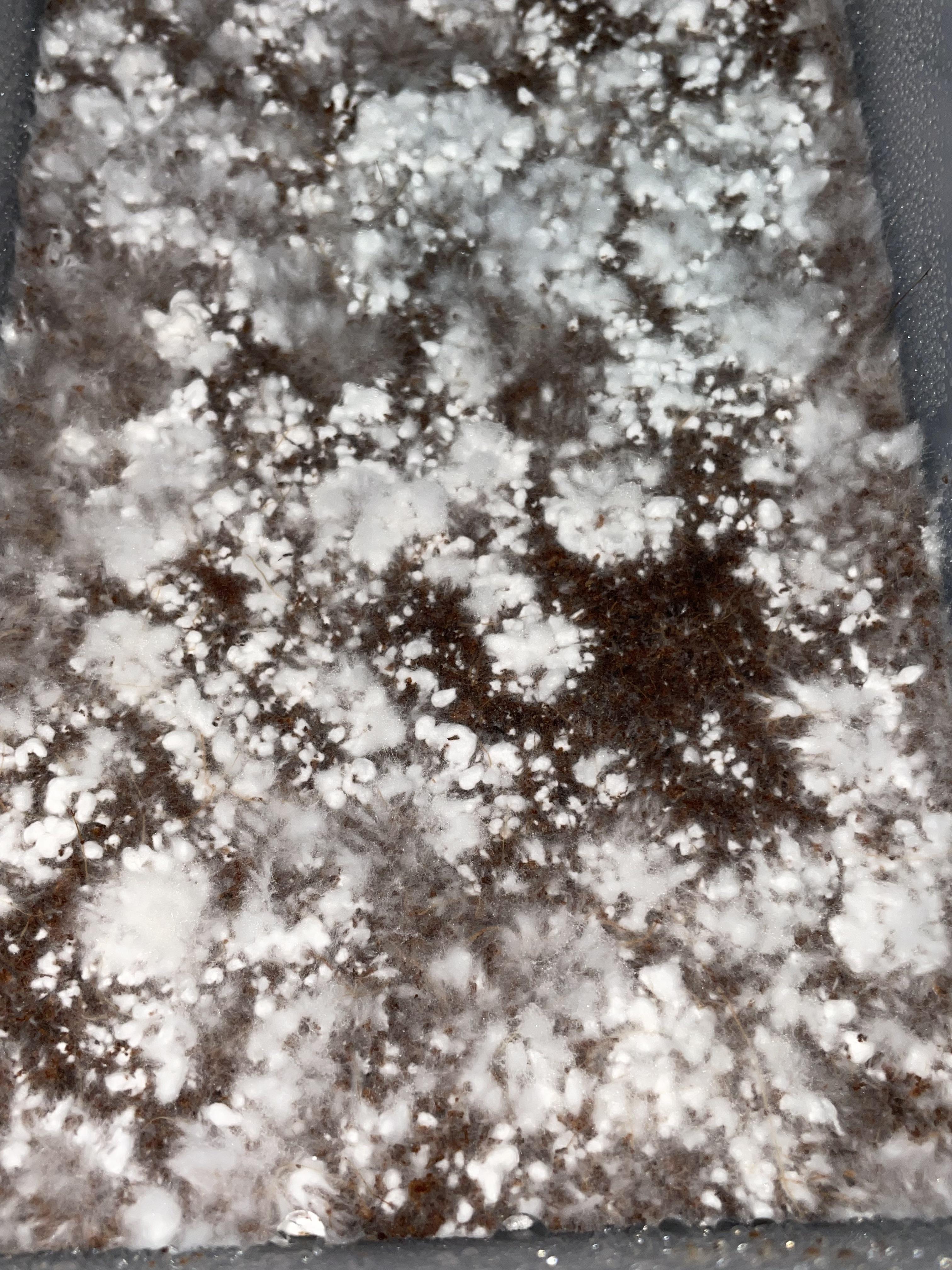 Are these primordia? How’s everything looking? First time. [actives] | Scrolller