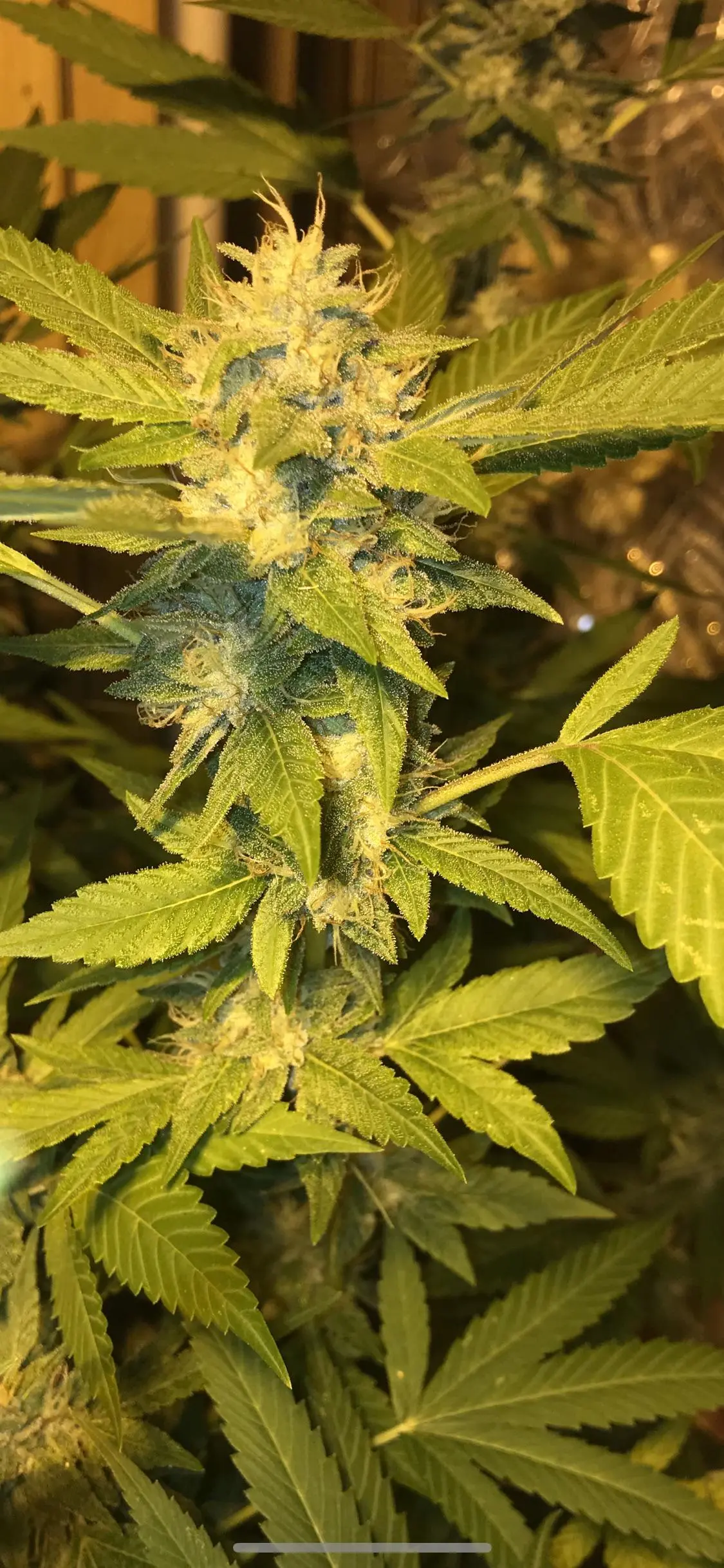 Discover more like Cannabis_Culture: Angelica - hells angel og x 88g13hp and Related Content ...