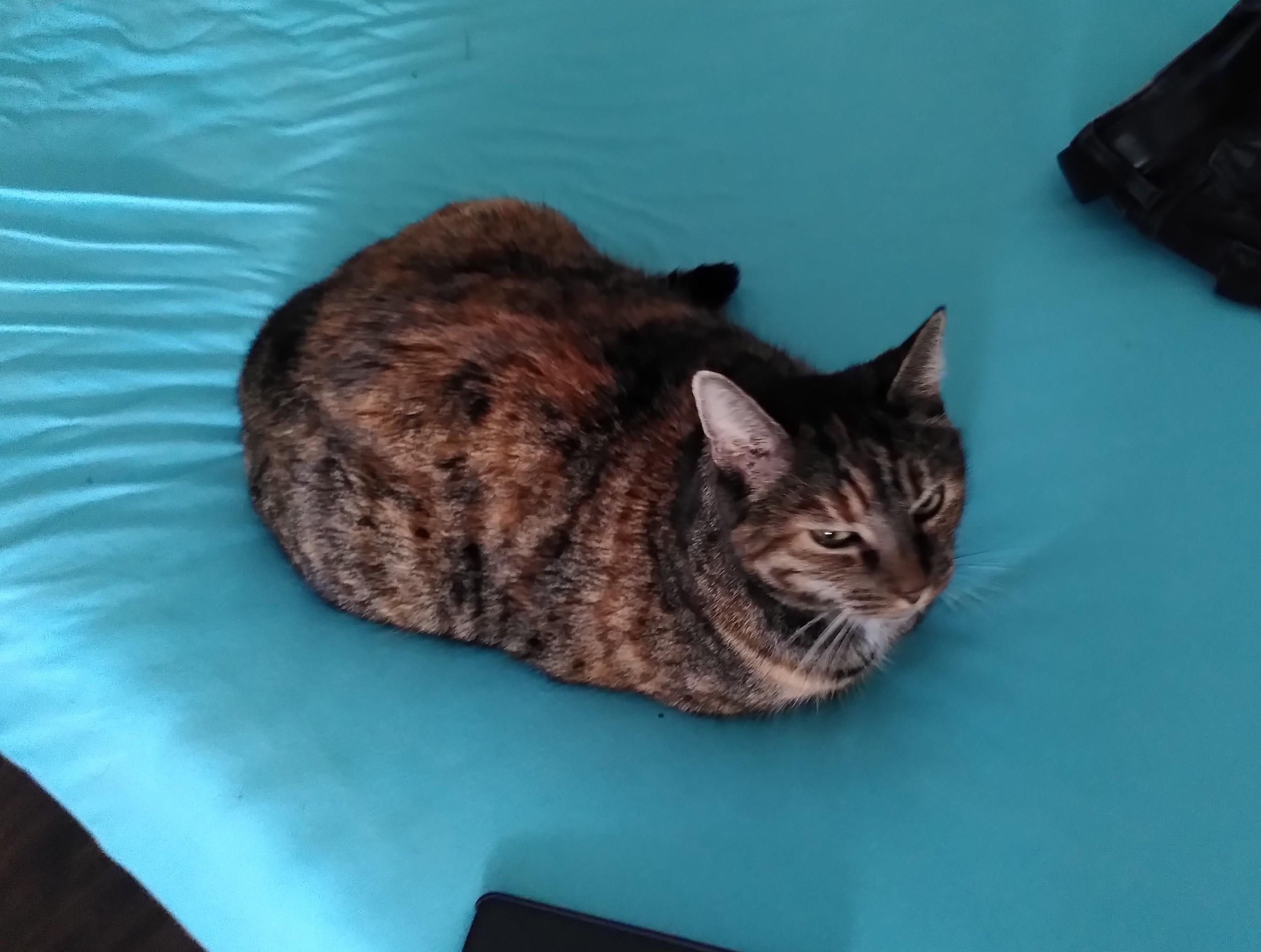 Angry loaf | Scrolller
