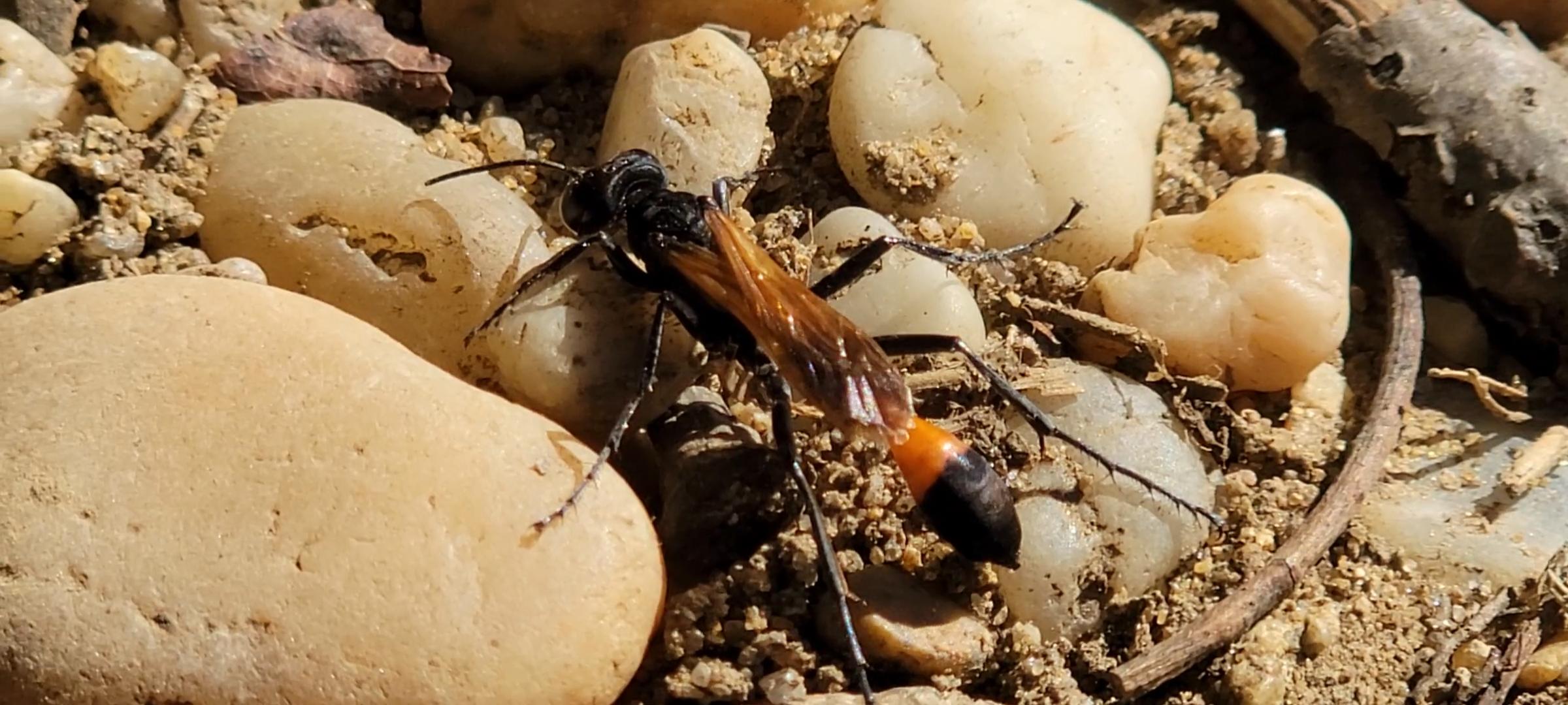 Discover more like WASPs: Any info on this cool wasp I saw today? NY and Related Content | Scrolller
