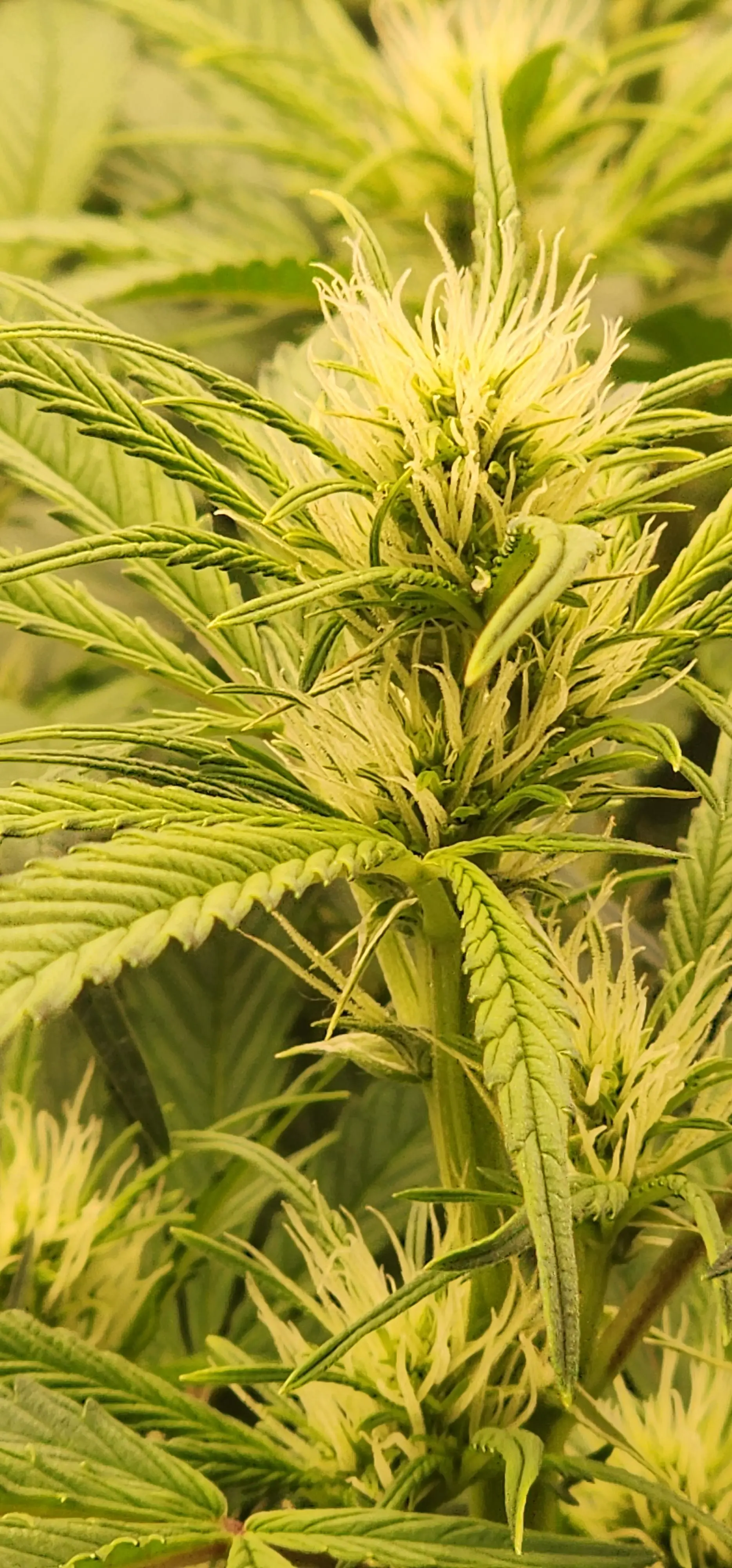 Anybody using monster bloom | Scrolller