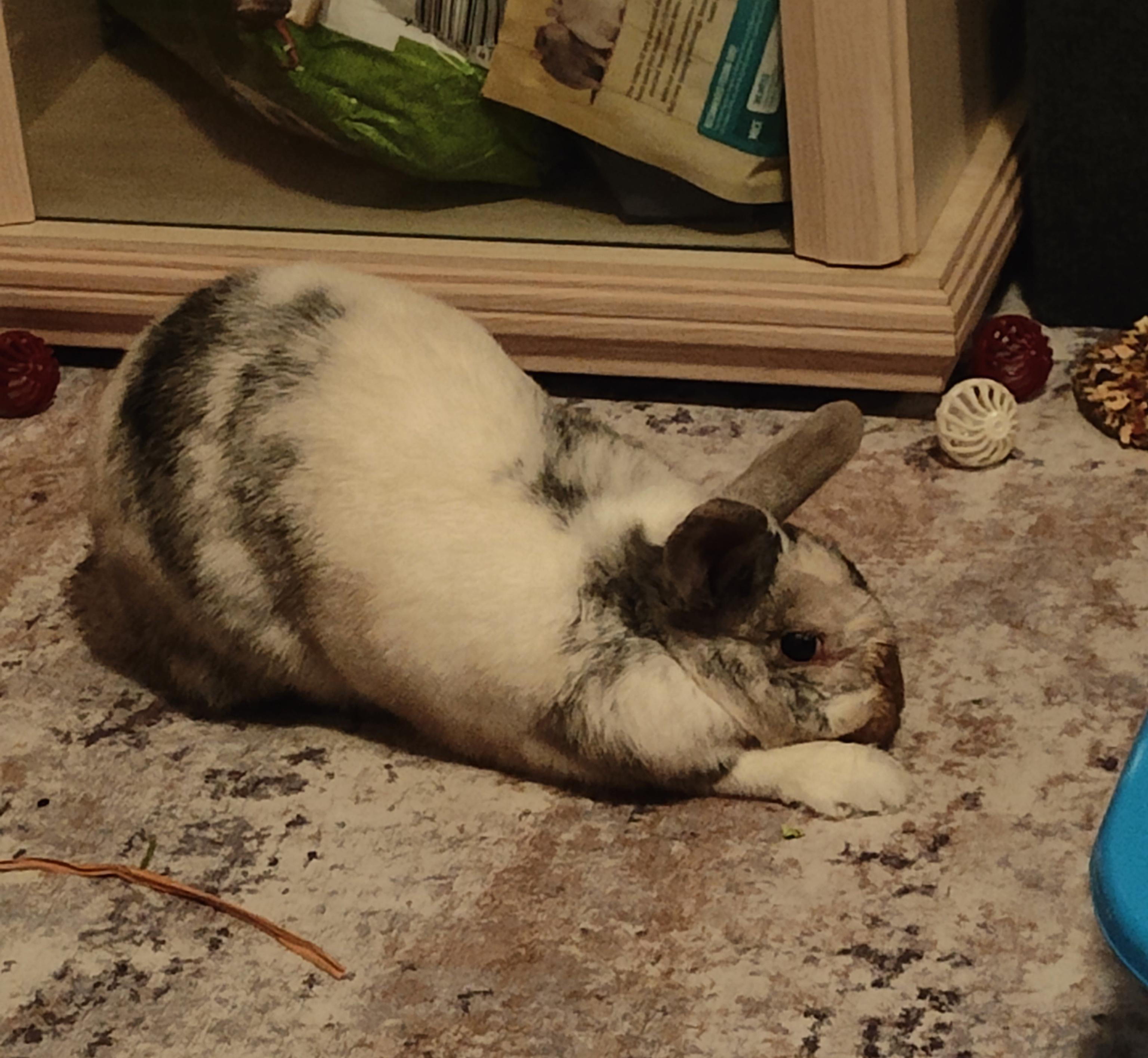 Picky bun | Scrolller