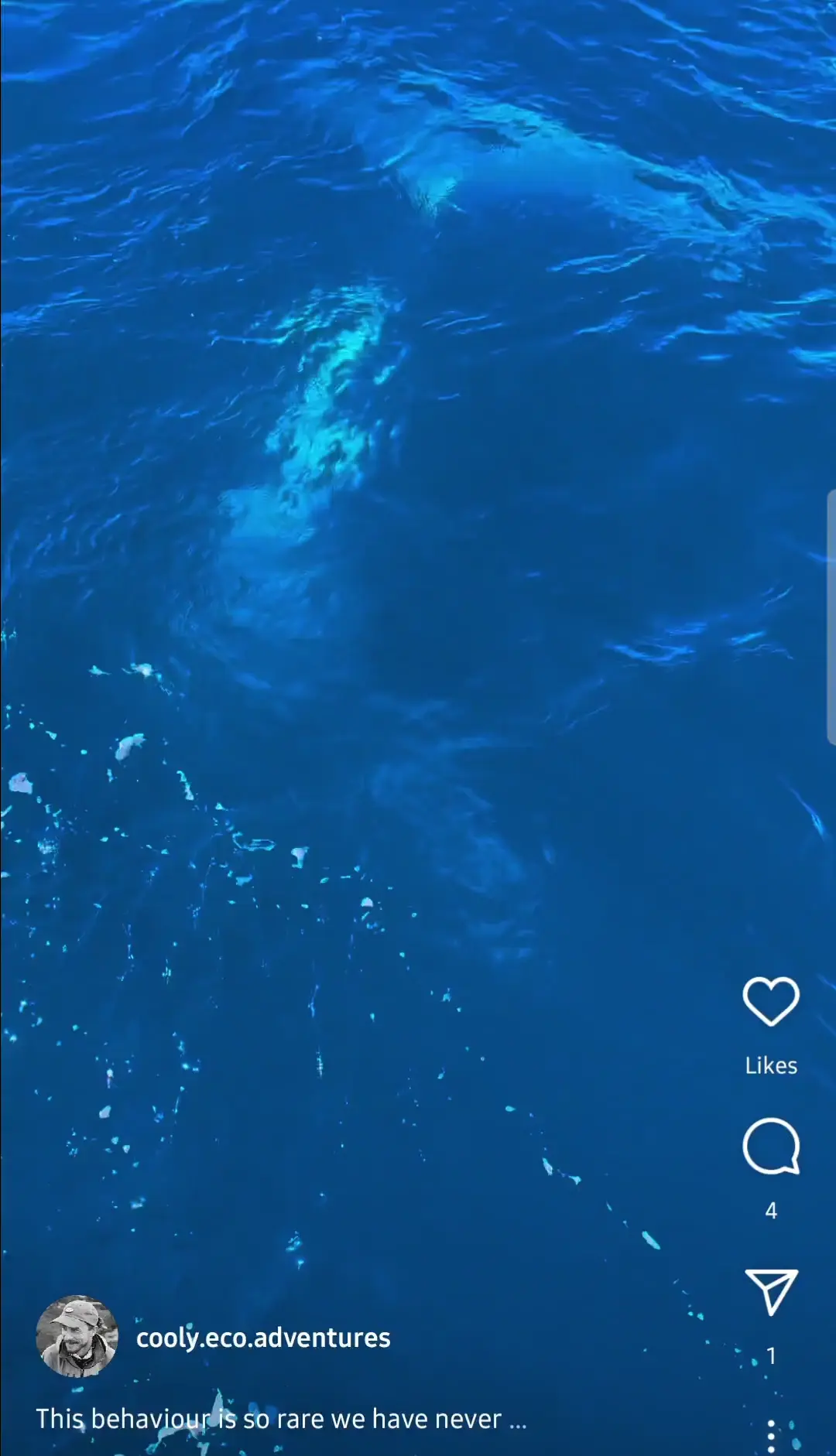 Anyone know why the whale was doing this? | Scrolller