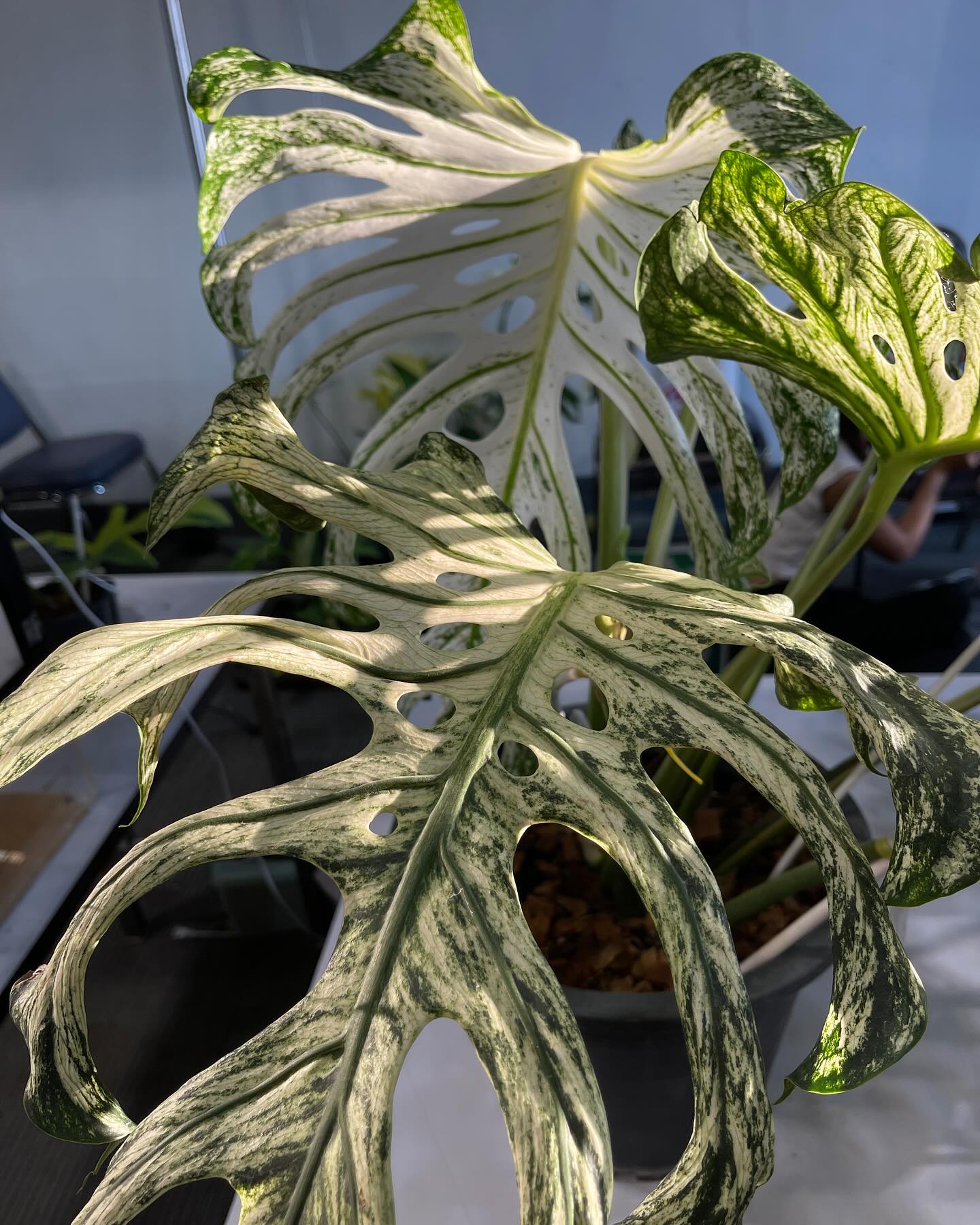 Monstera "devil monster" | Scrolller