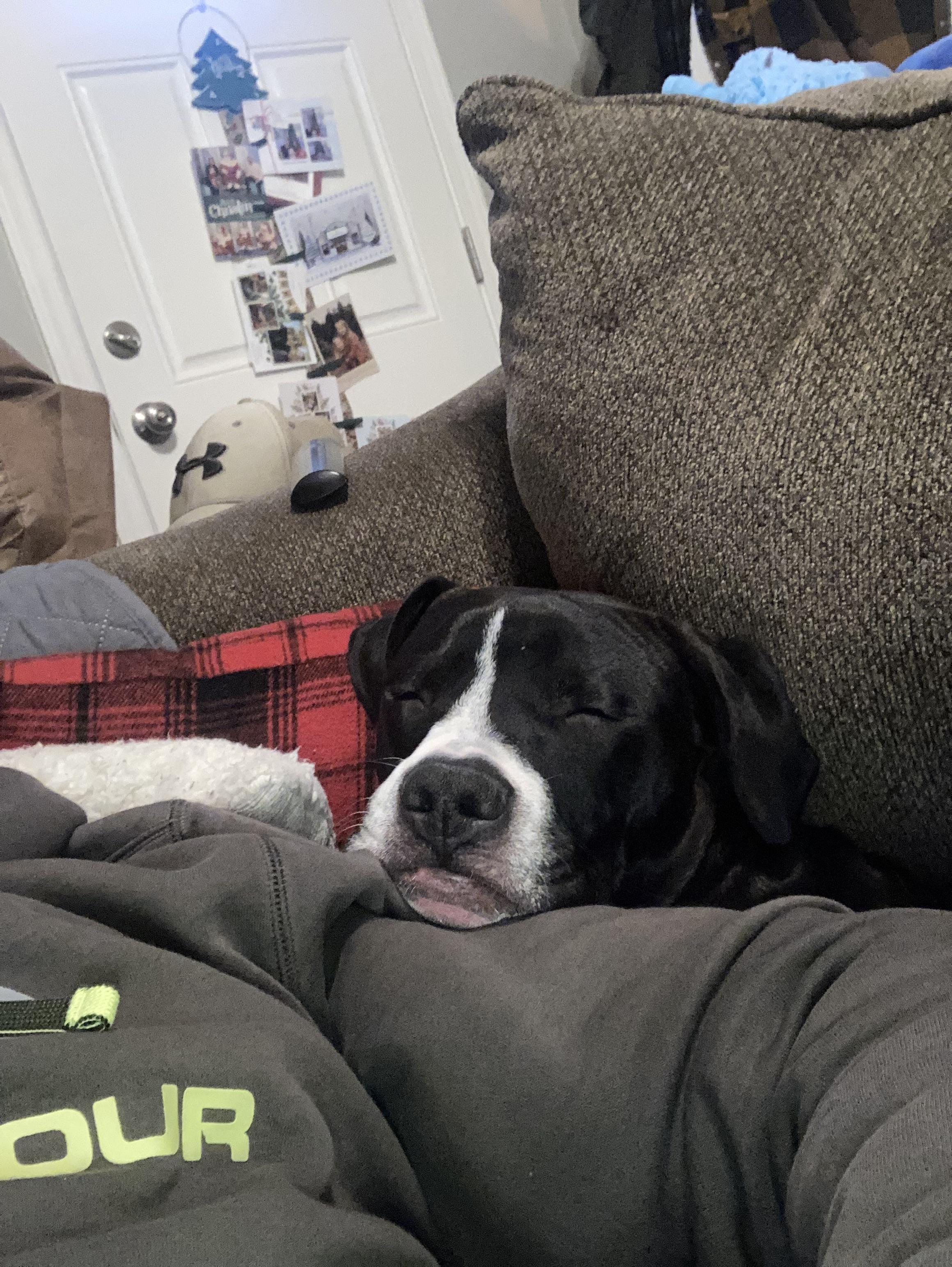 Lazy mutt | Scrolller