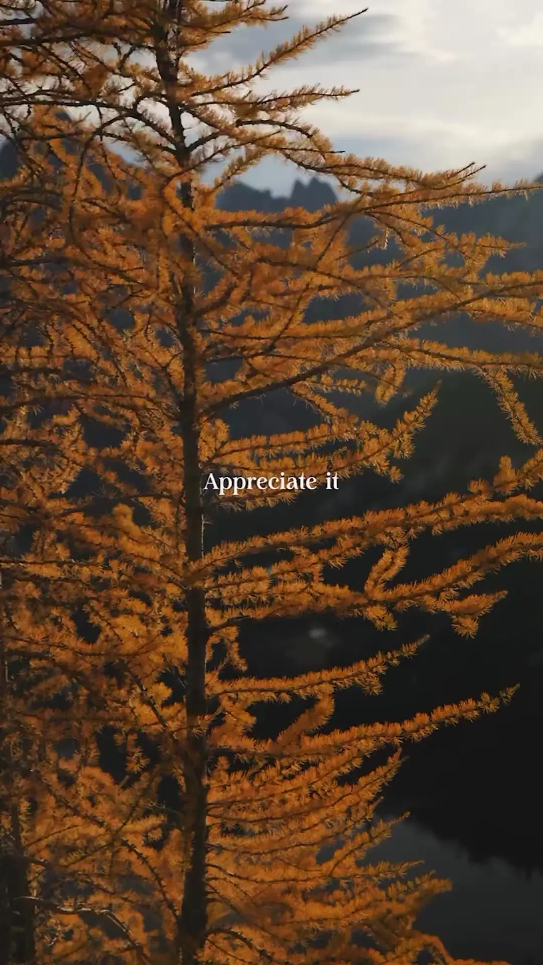 Appreciation | Scrolller