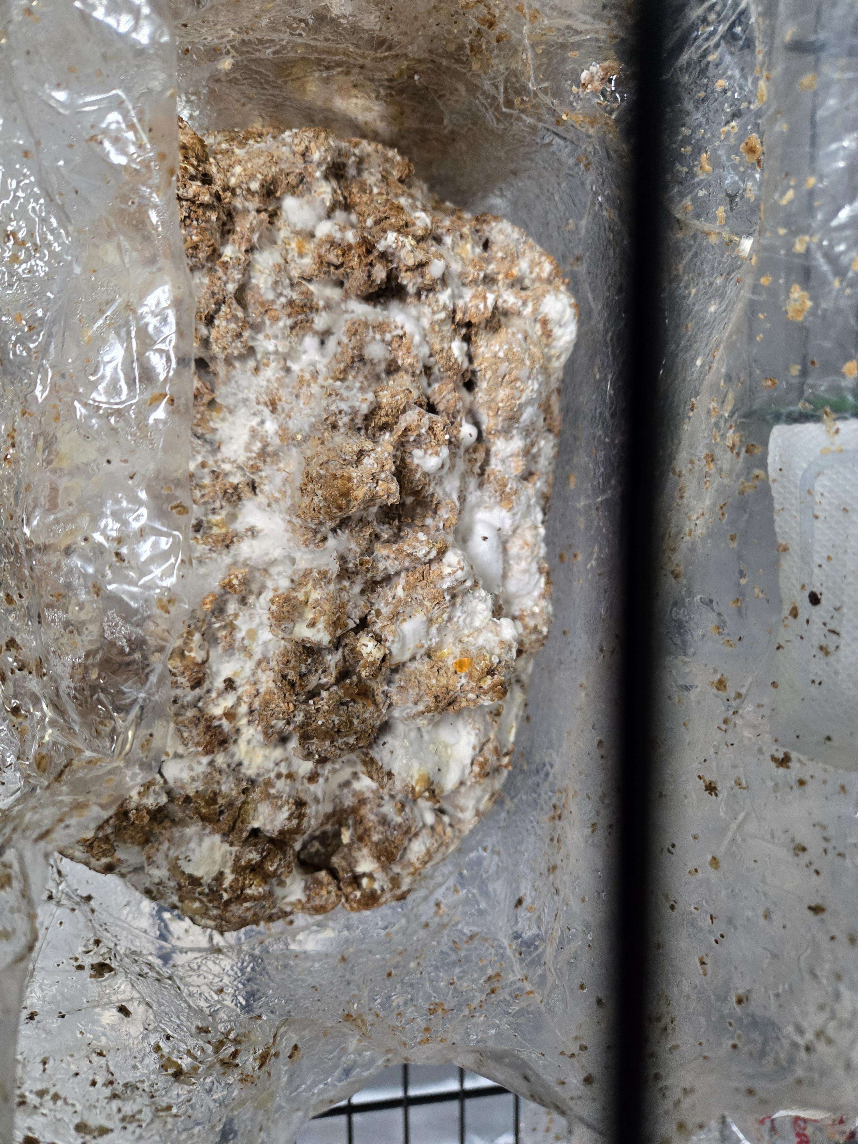 [gourmet] How are these guys doing? | Scrolller