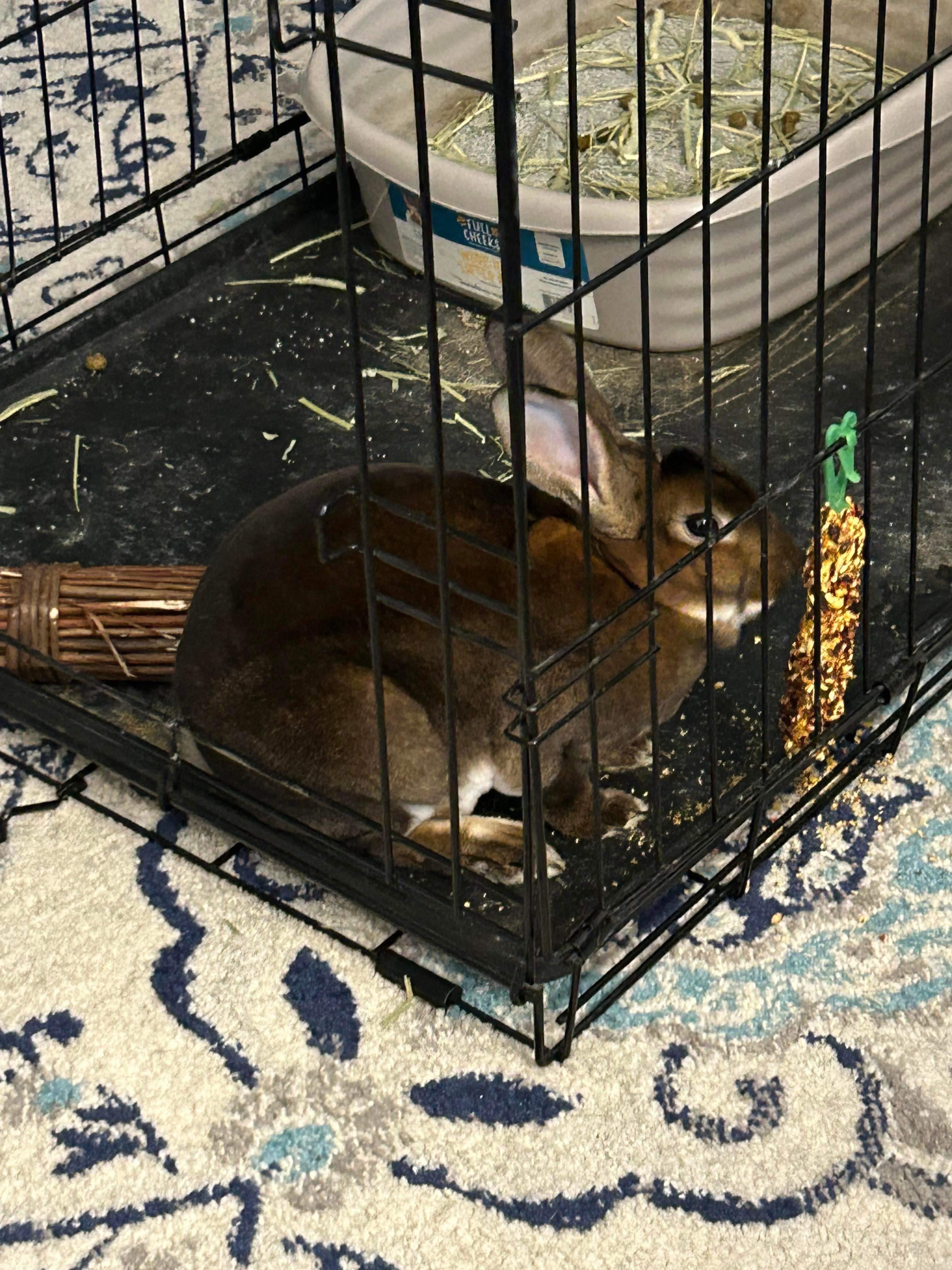 Breed Id and advice :) | Scrolller