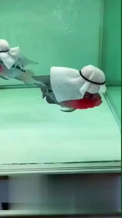 Arab Fishy | Scrolller